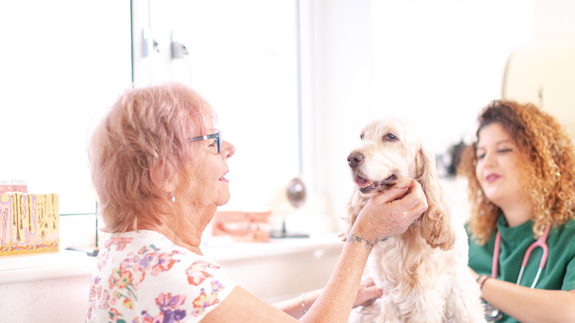 Orwell Vet Group's Promise | Customer Charter - Orwell Vets