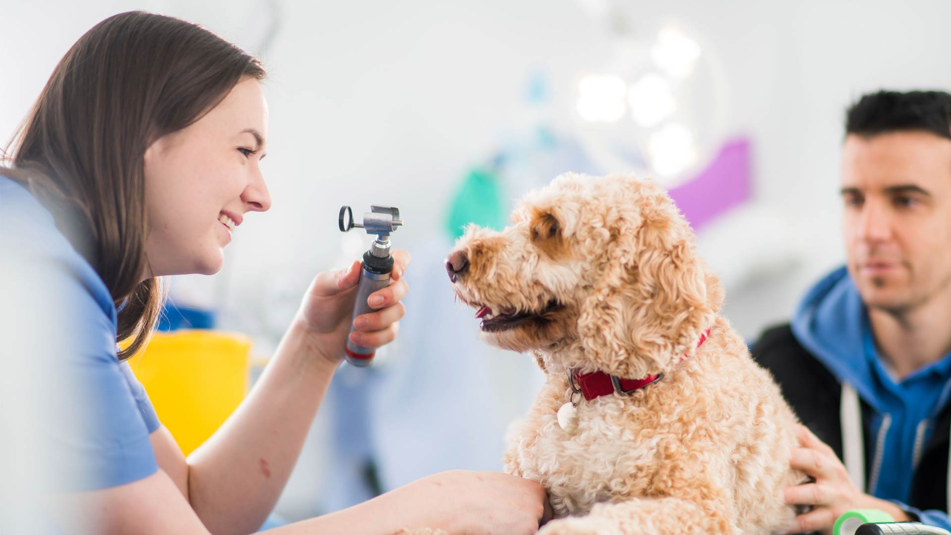 About us | Local Vets in Sidmouth and Ottery St Mary. - Otter Vets