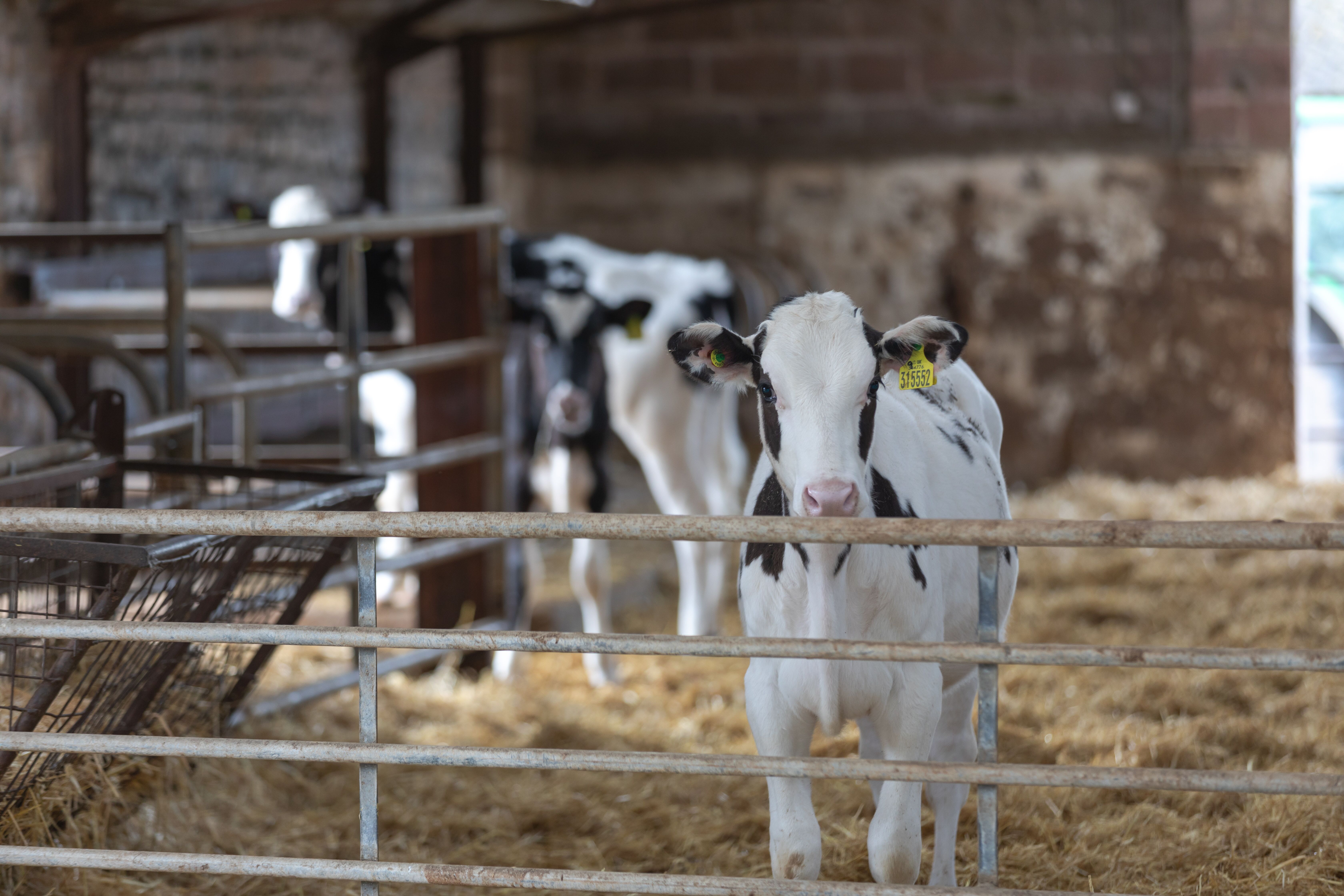 Park Issa Vets History | Vets in Shropshire - Park Issa Vets