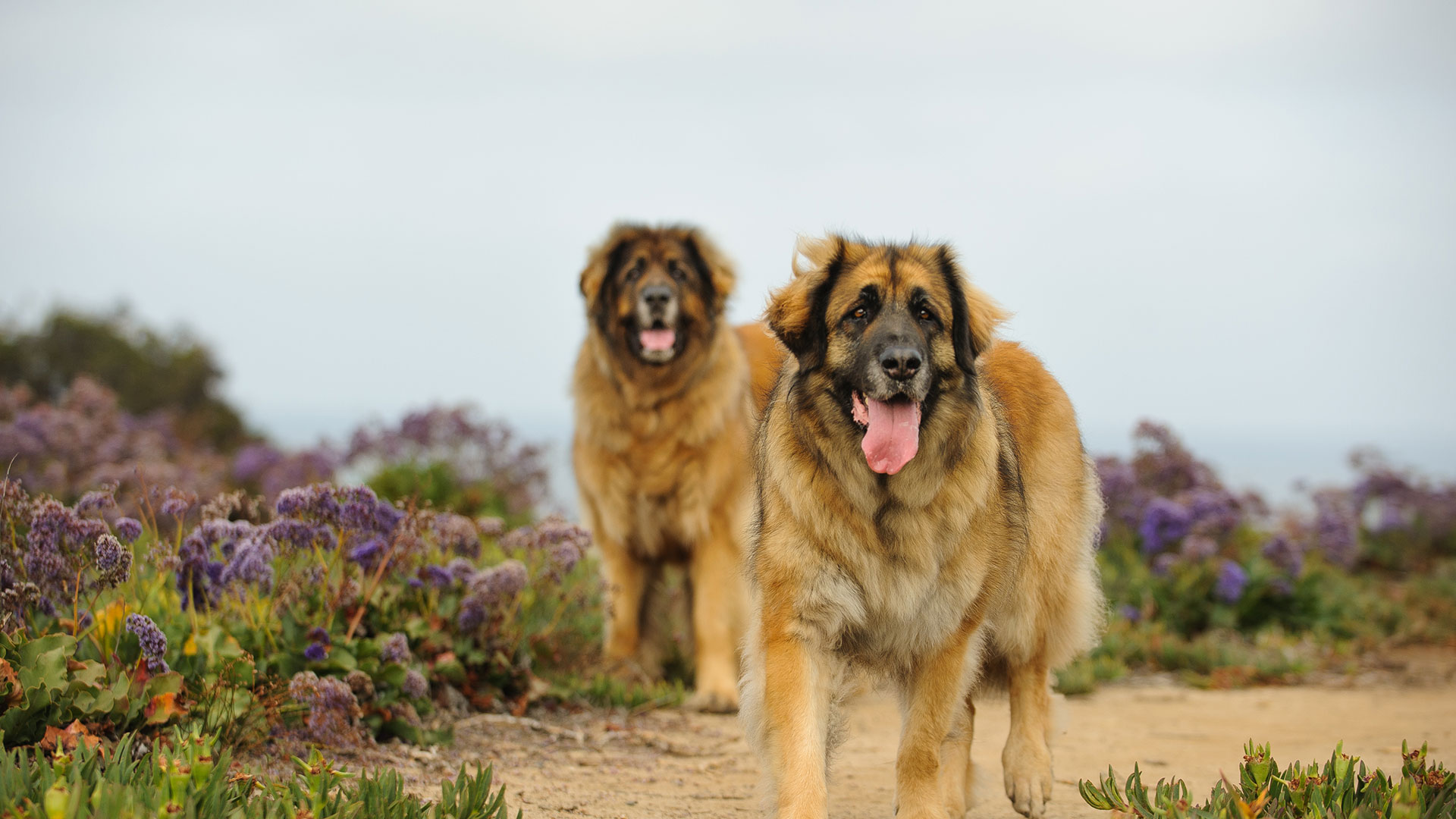 Remembering Much-Loved Pets - Paws Colchester Vets