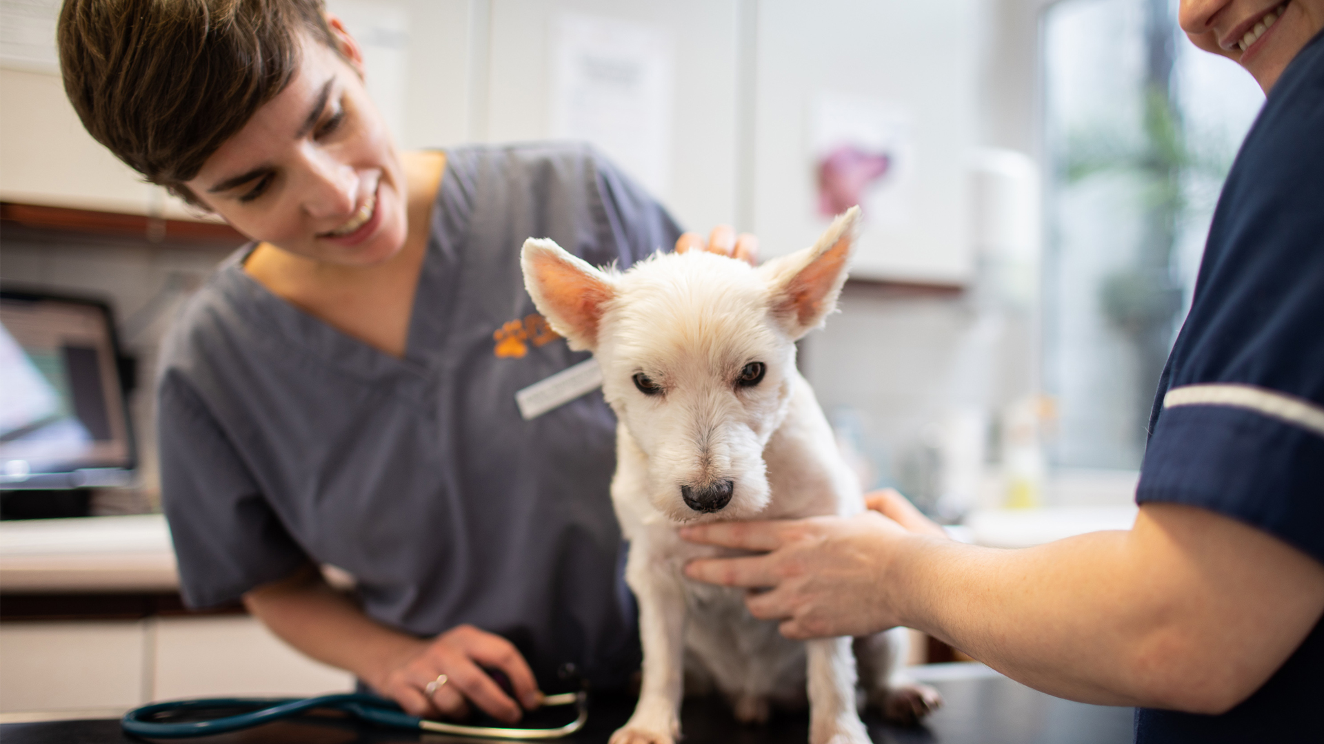 About Us | Local Vets in Norwood - Paxton Vets