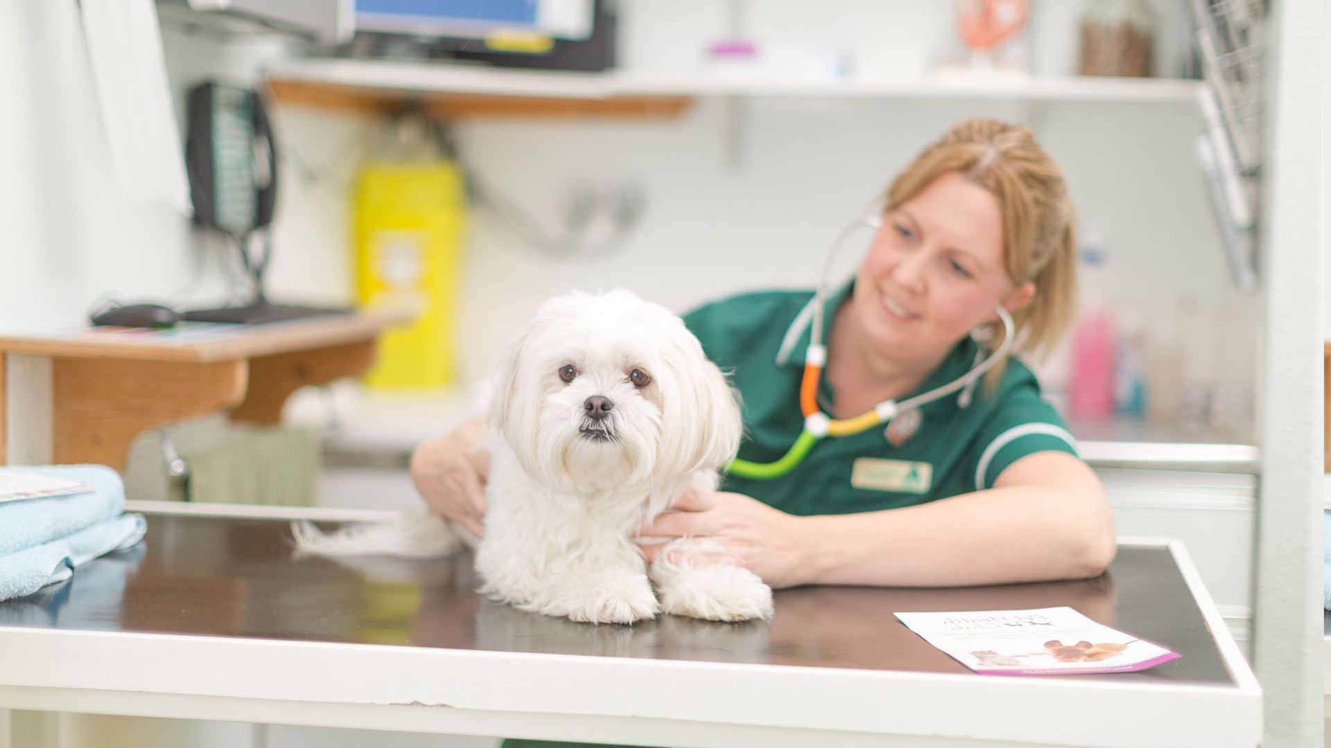 Fantastic offers from Peterborough Vets - Pengelly and Mizen