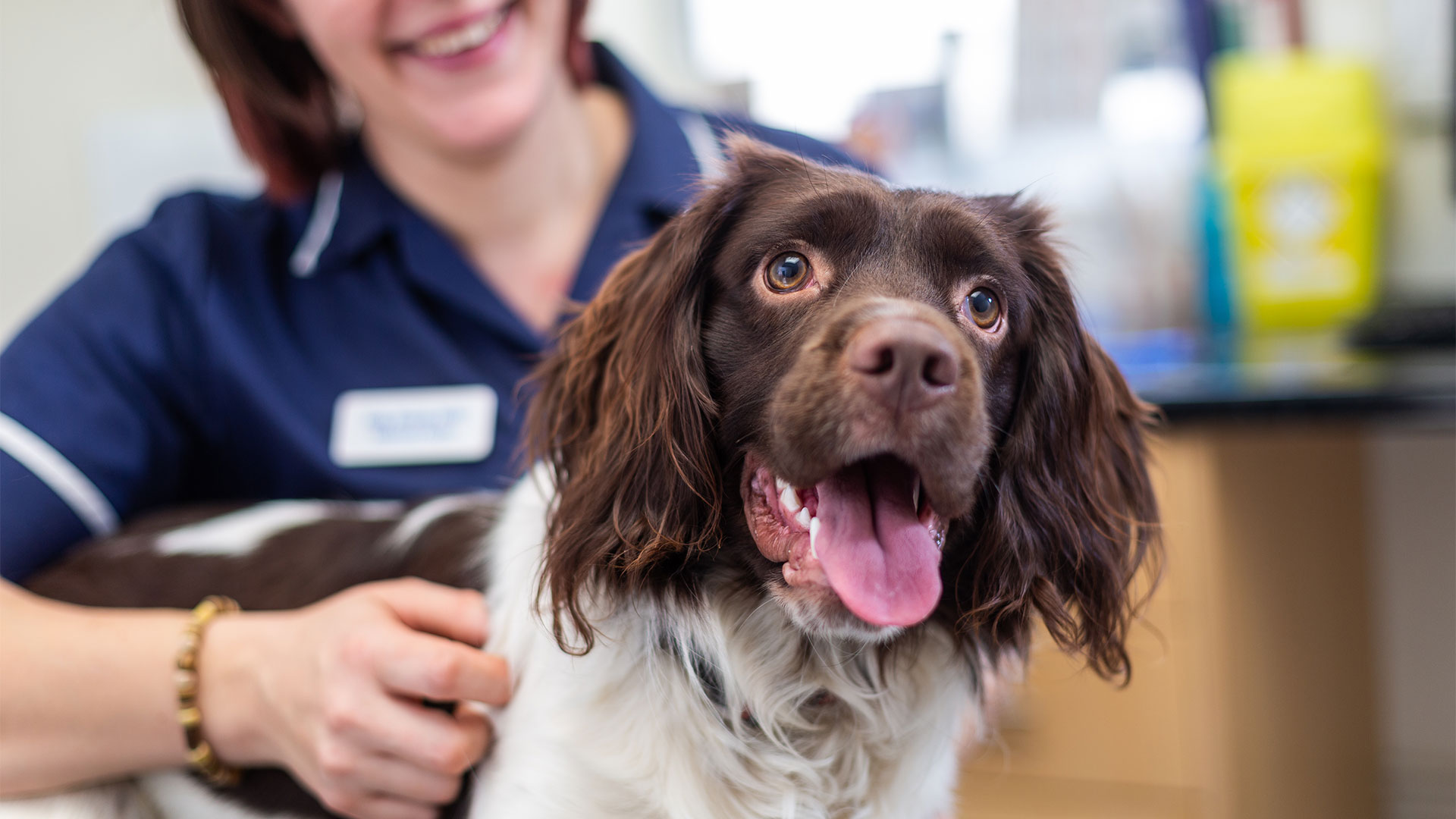 Penmellyn Vets | Local vets in Pool - Penmellyn Vets Pool