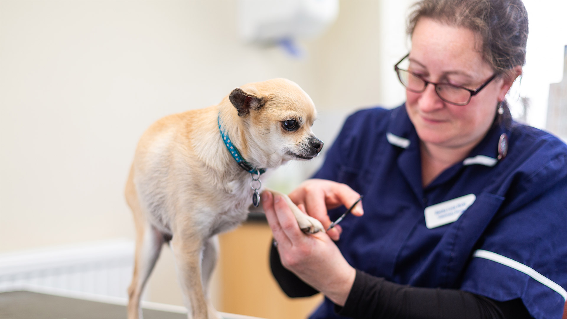 Offers | Penmellyn Vets in Pool - Penmellyn Vets Pool