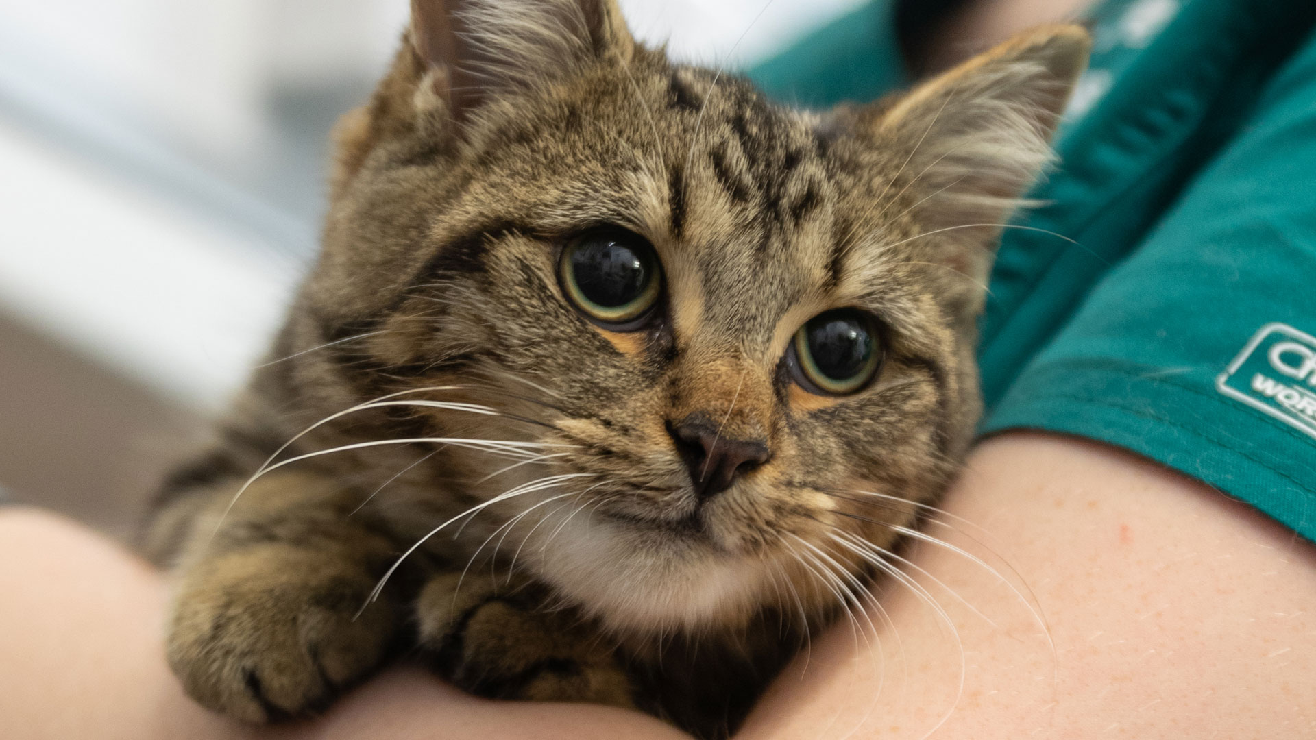 Cat Fact Sheets | Vets in Surrey - Pets 1st Vets