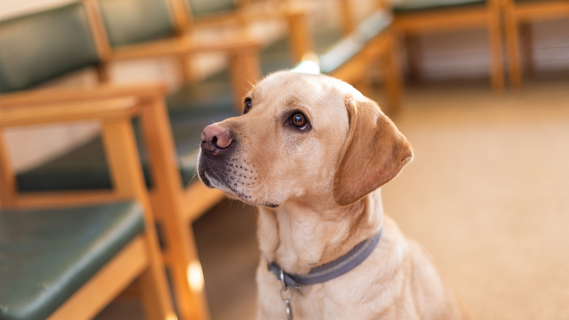 Neutering at Pets 1st Vets | Vets in Surrey - Pets 1st Vets