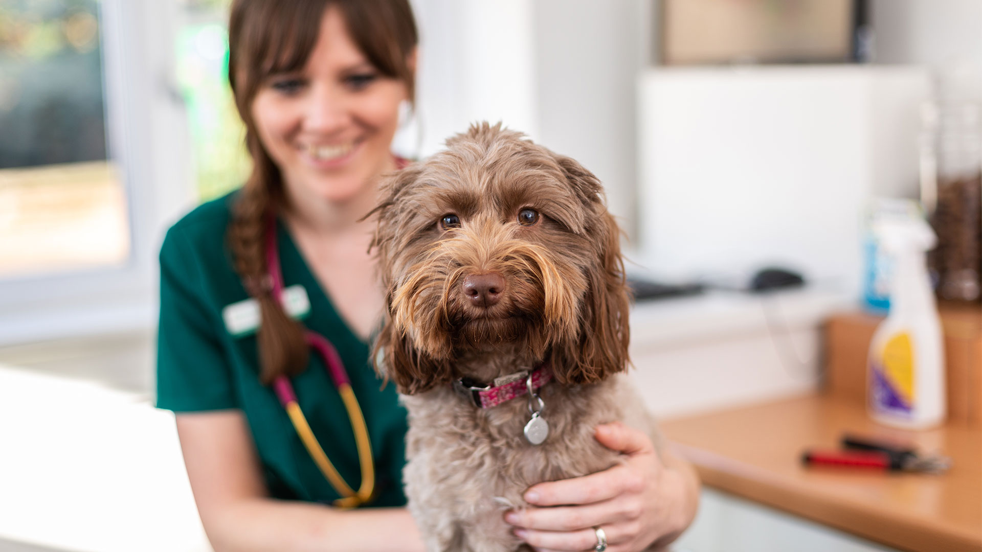 Pet Advice at Pets 1st Vets | Vets in Surrey - Pets 1st Vets