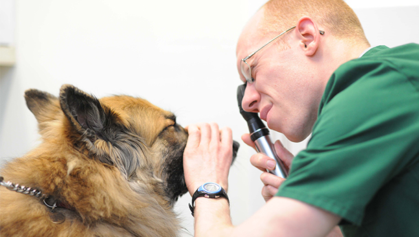 Welcome to Pets 1st Vets | Vets in Surrey - Pets 1st Vets