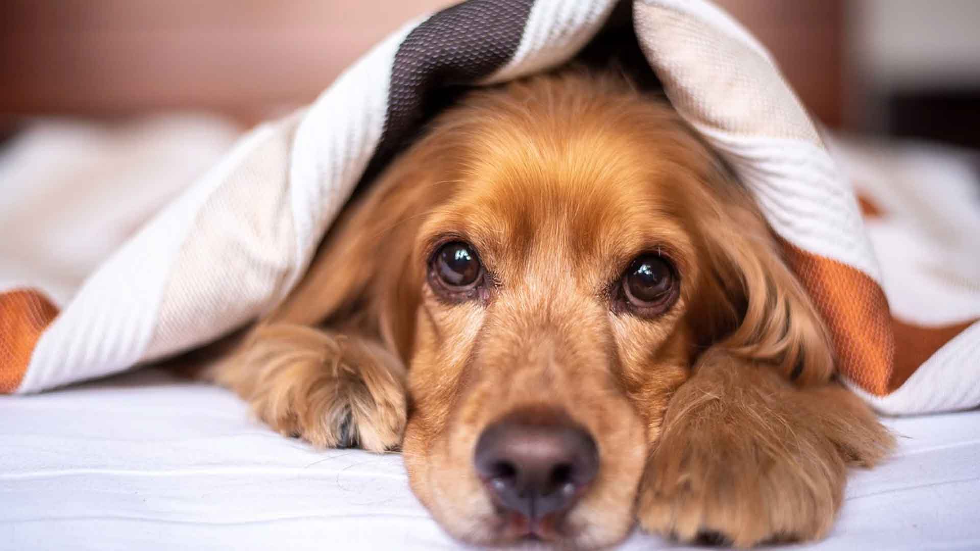 Blog | Pilgrims Vet Practice in Dorset & New Forest - Pilgrims Vets