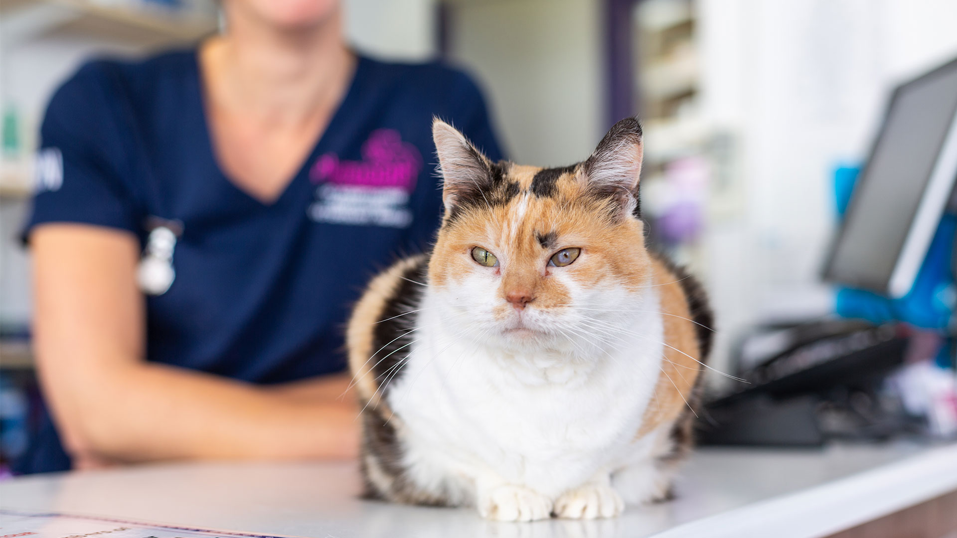 Find Vets In & Near Plymouth | Plymouth Vets - Plymouth Vet Group