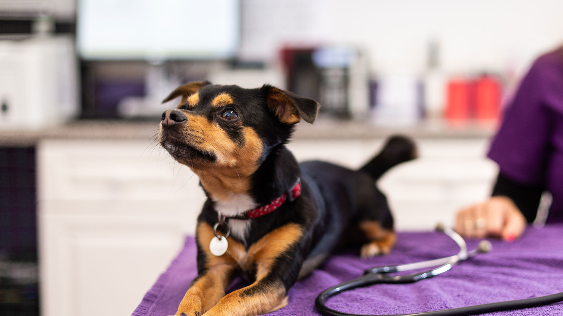 Offers | Local Plymouth Vets - Plymouth Vet Group