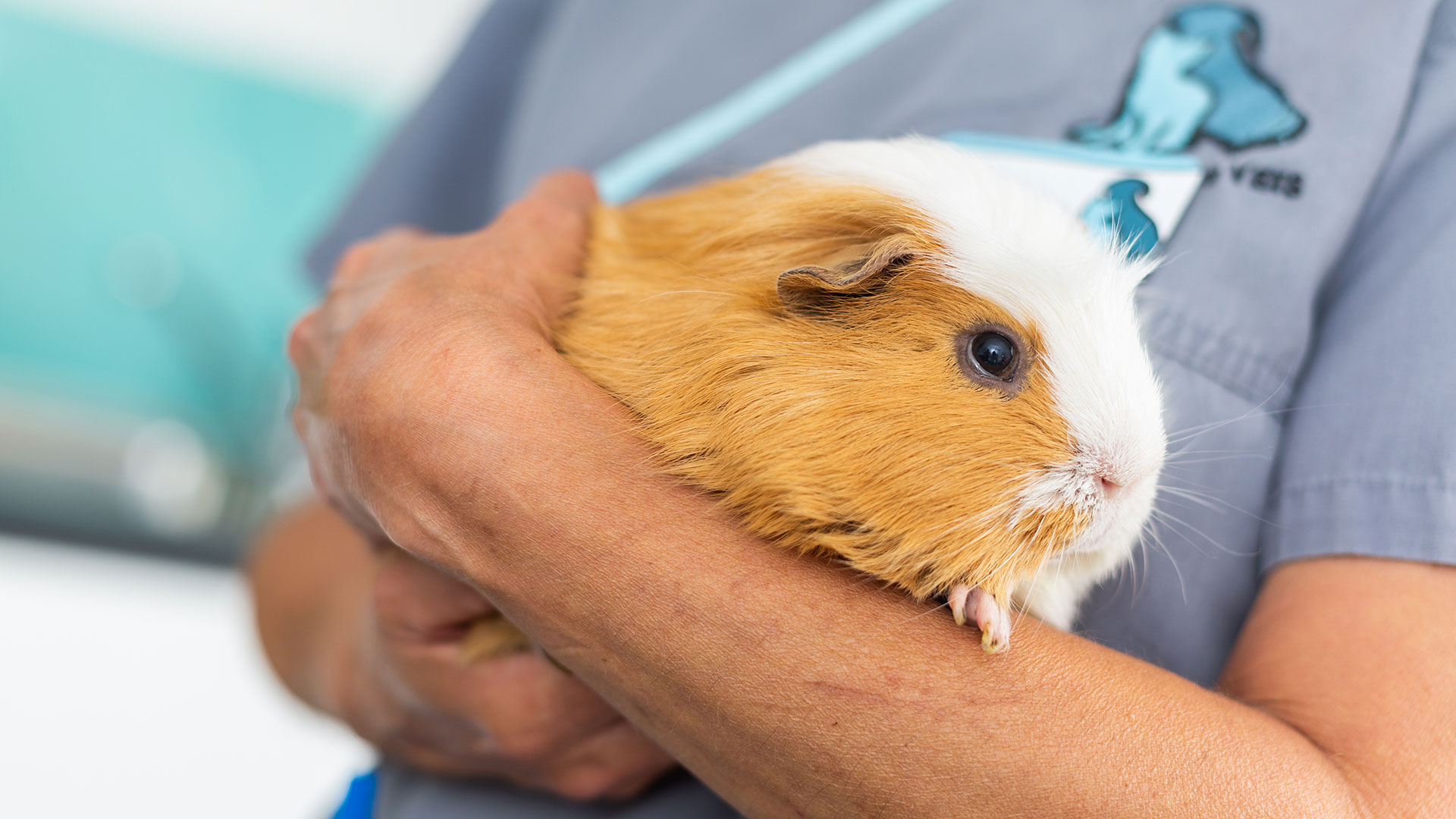 Contact Us | Get In Touch Today | Local vets in Fareham, Hampshire ...