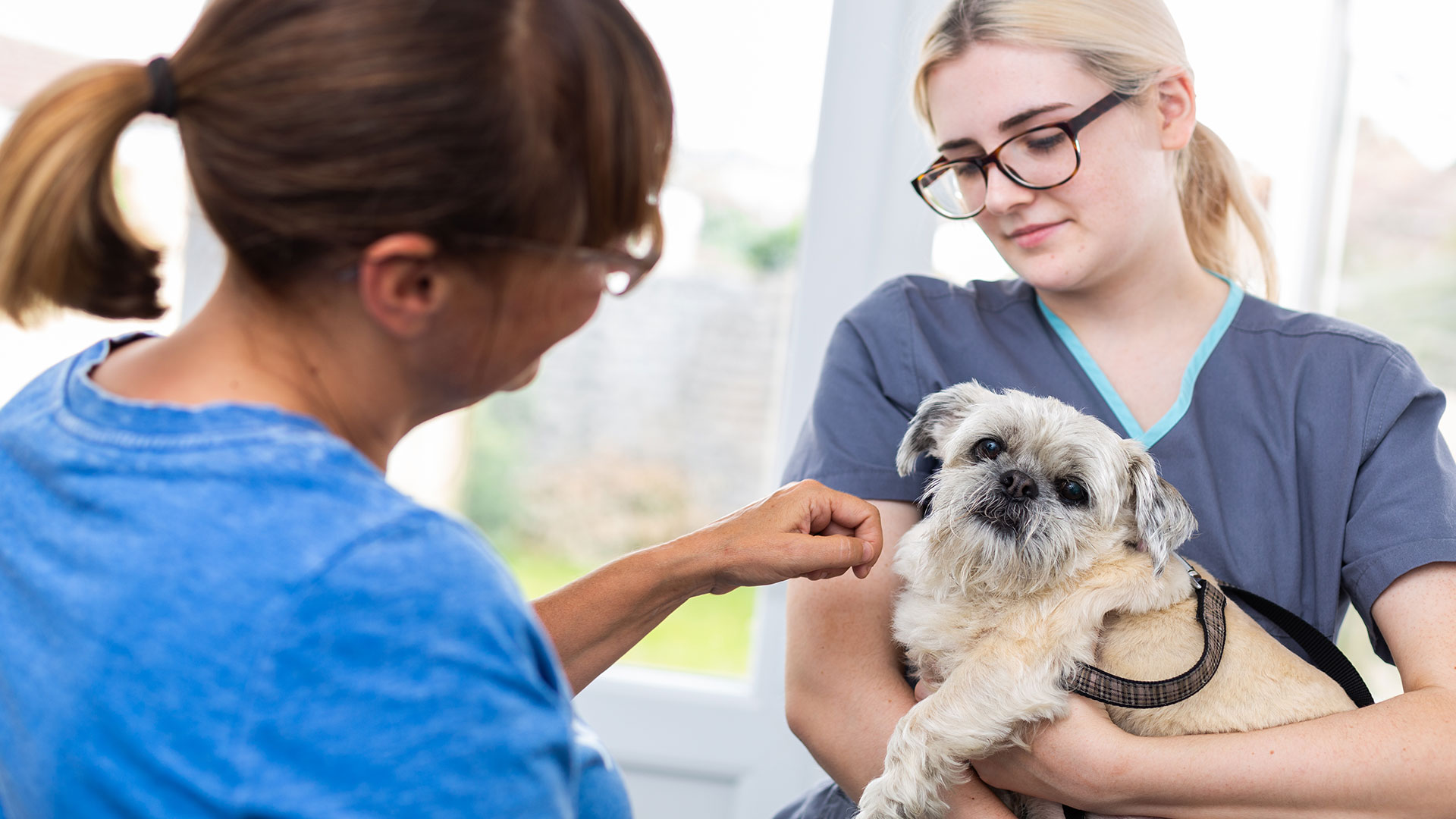 Our Services | Local Vets in Fareham, Hampshire - Portchester Vets