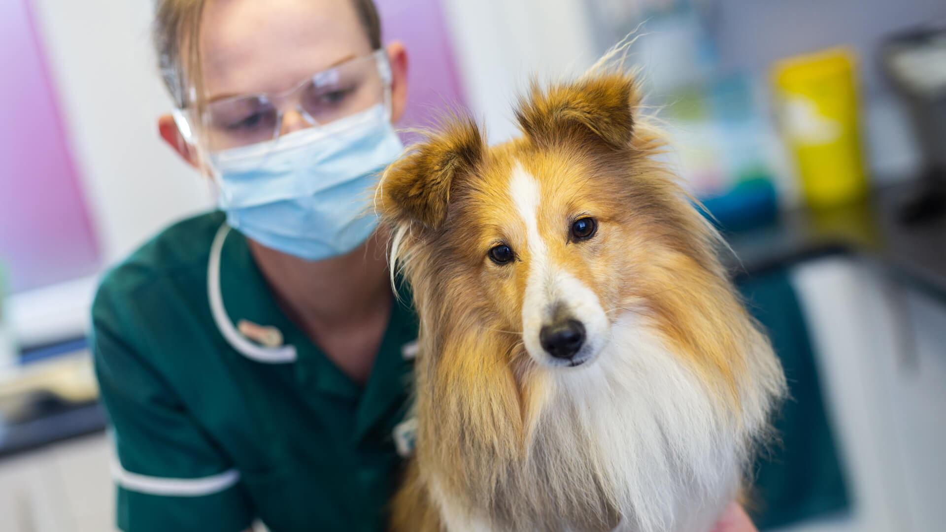 Local Charities | Local Vets in Portishead - Vale Vets Portishead