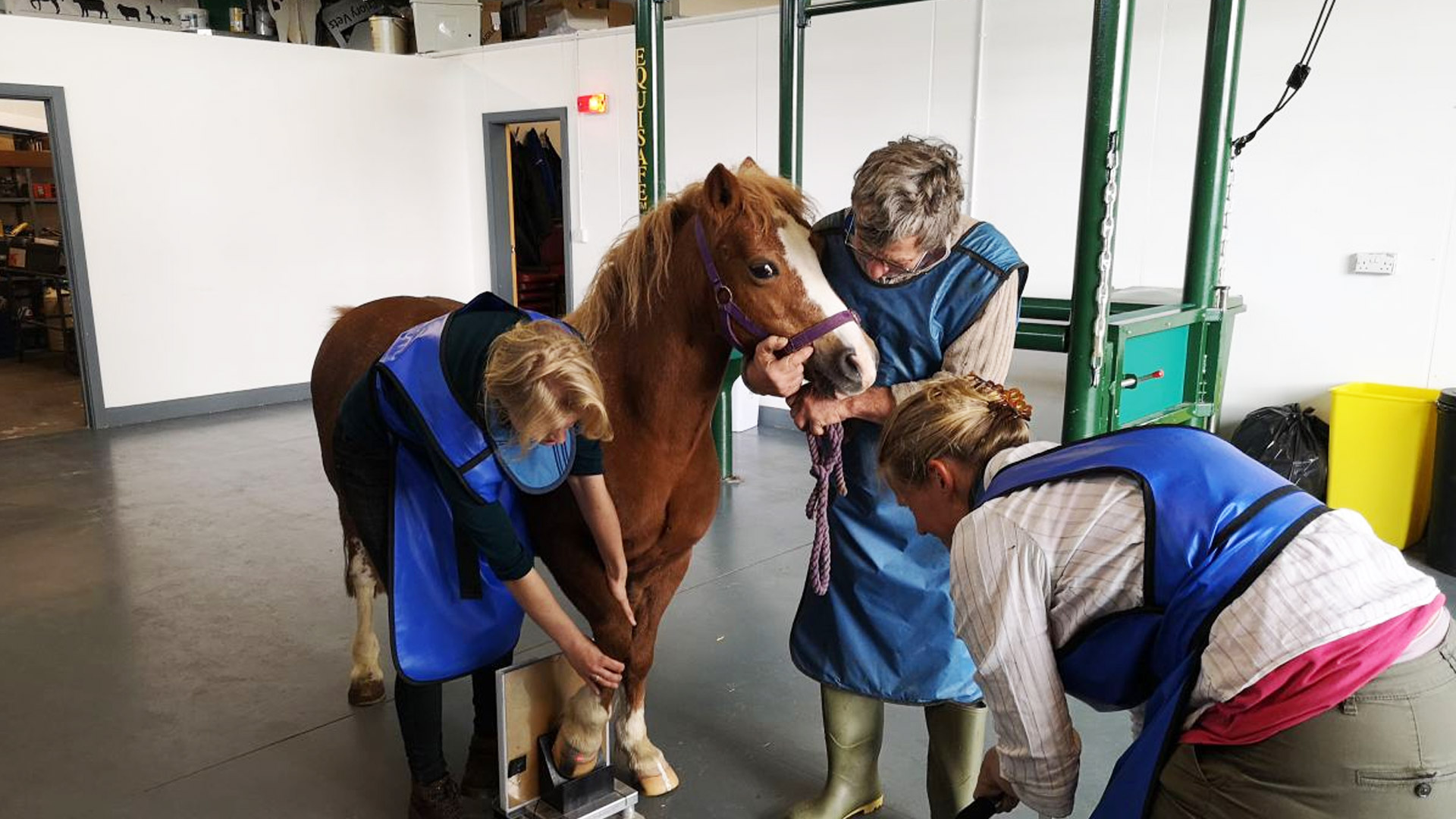 Veterinary Services in Cardigan | Equine - Priory Vets Cardigan