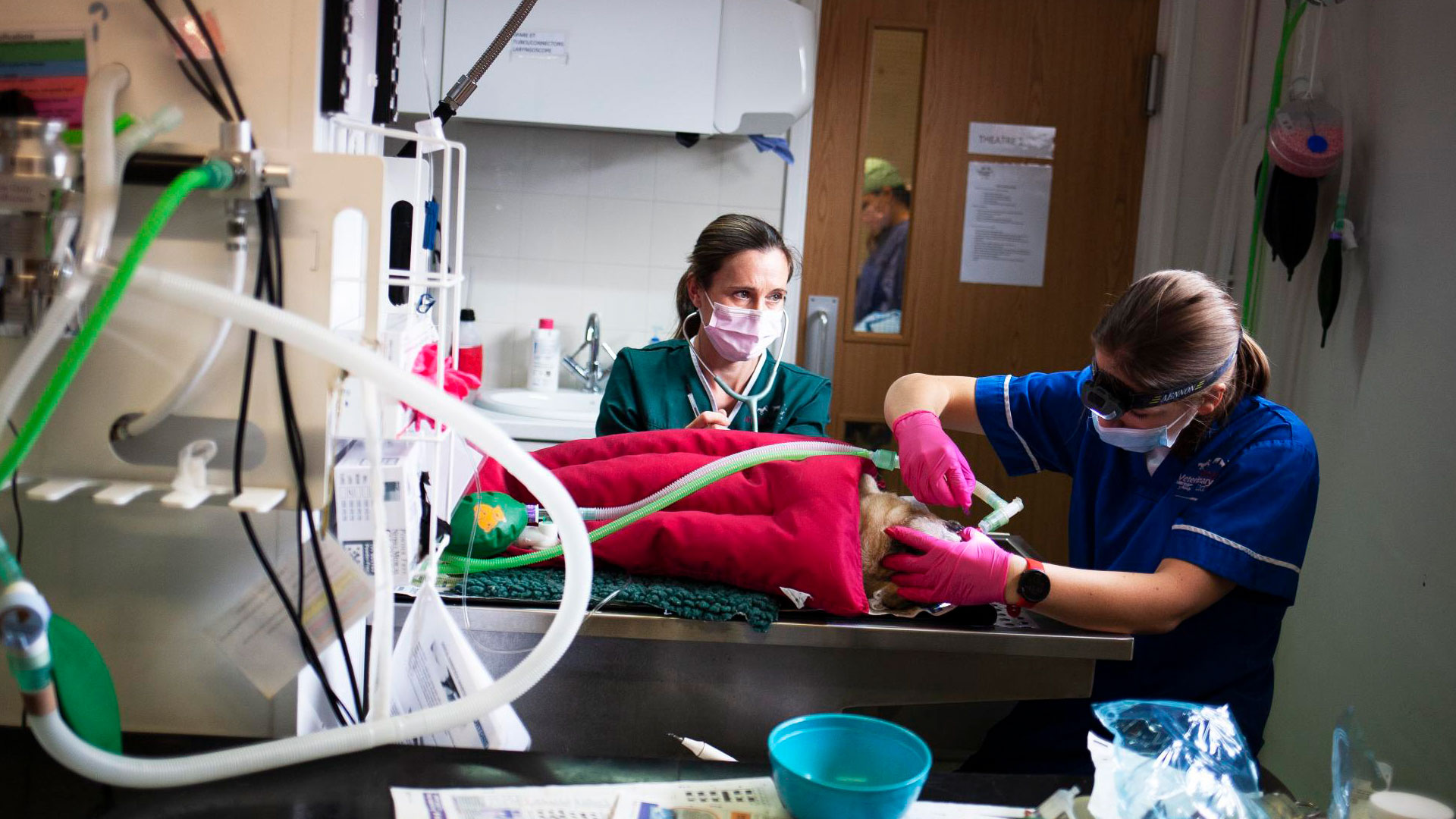 About us | Local Vets in Cardigan - Priory Vets Cardigan