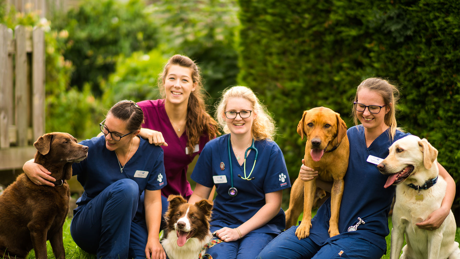 Terms of Use - Purton Vets