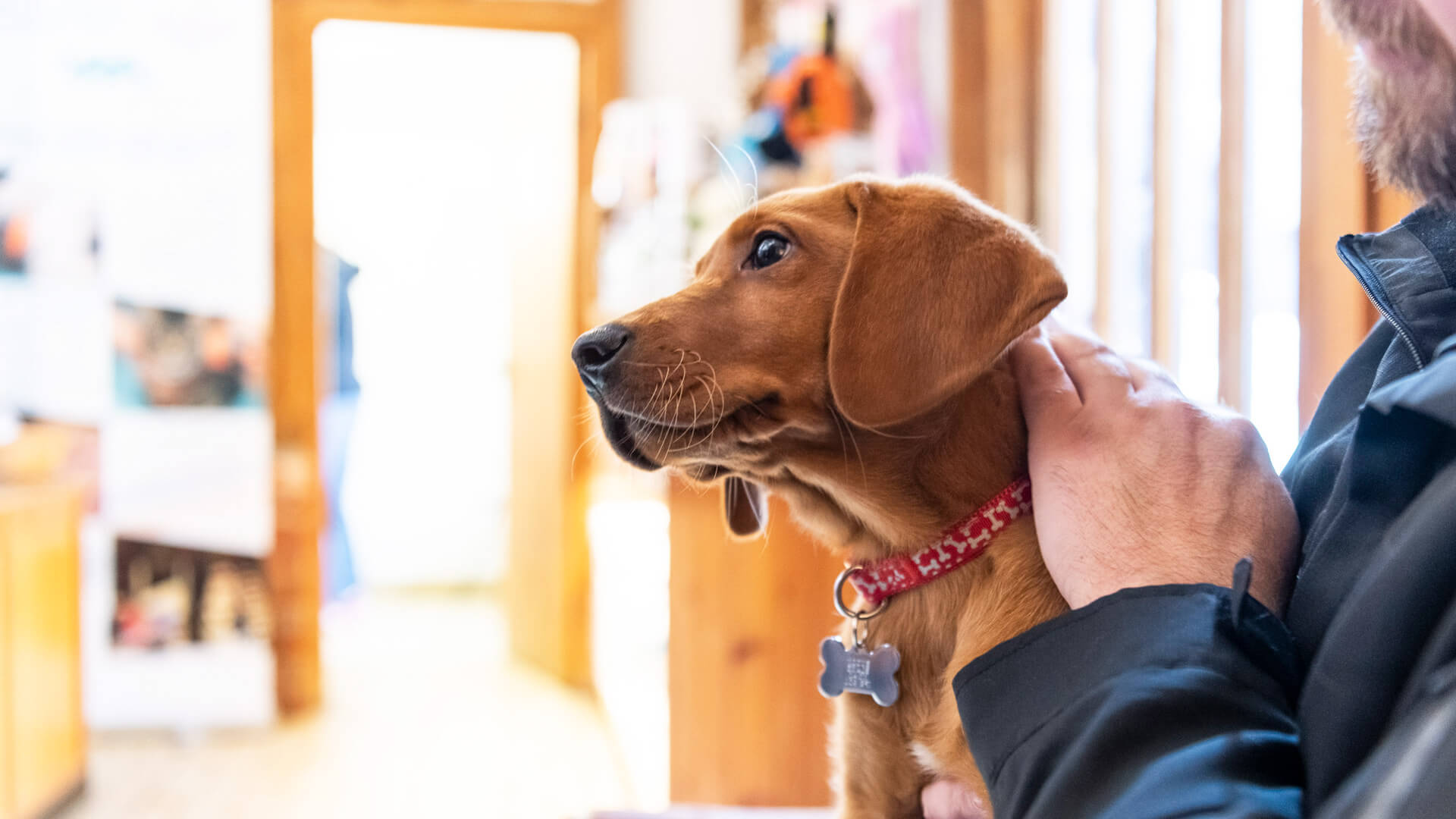 Meet the Team | Local Vets in Dublin - Raheny Vets