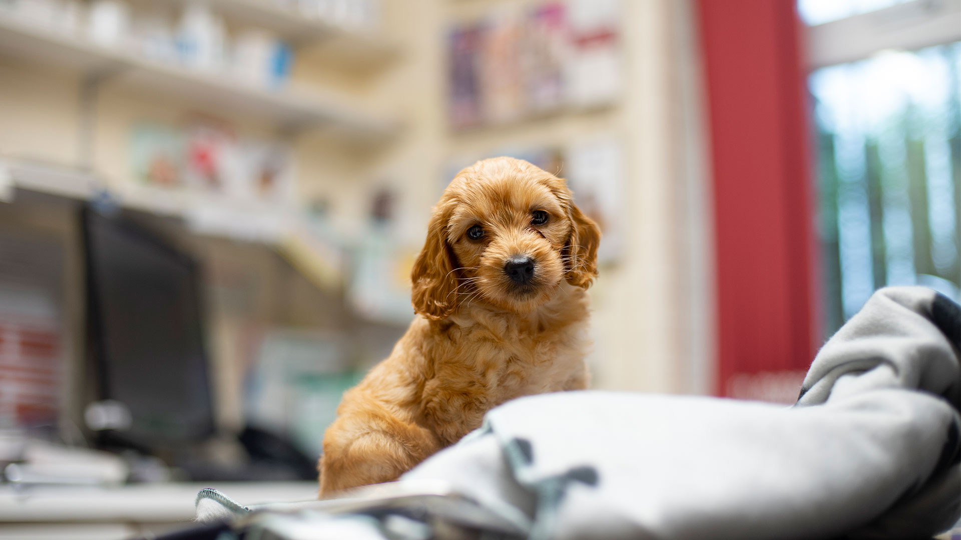 Vet Services in Bangor, County Down from your Local Vet - Rathgael Vets