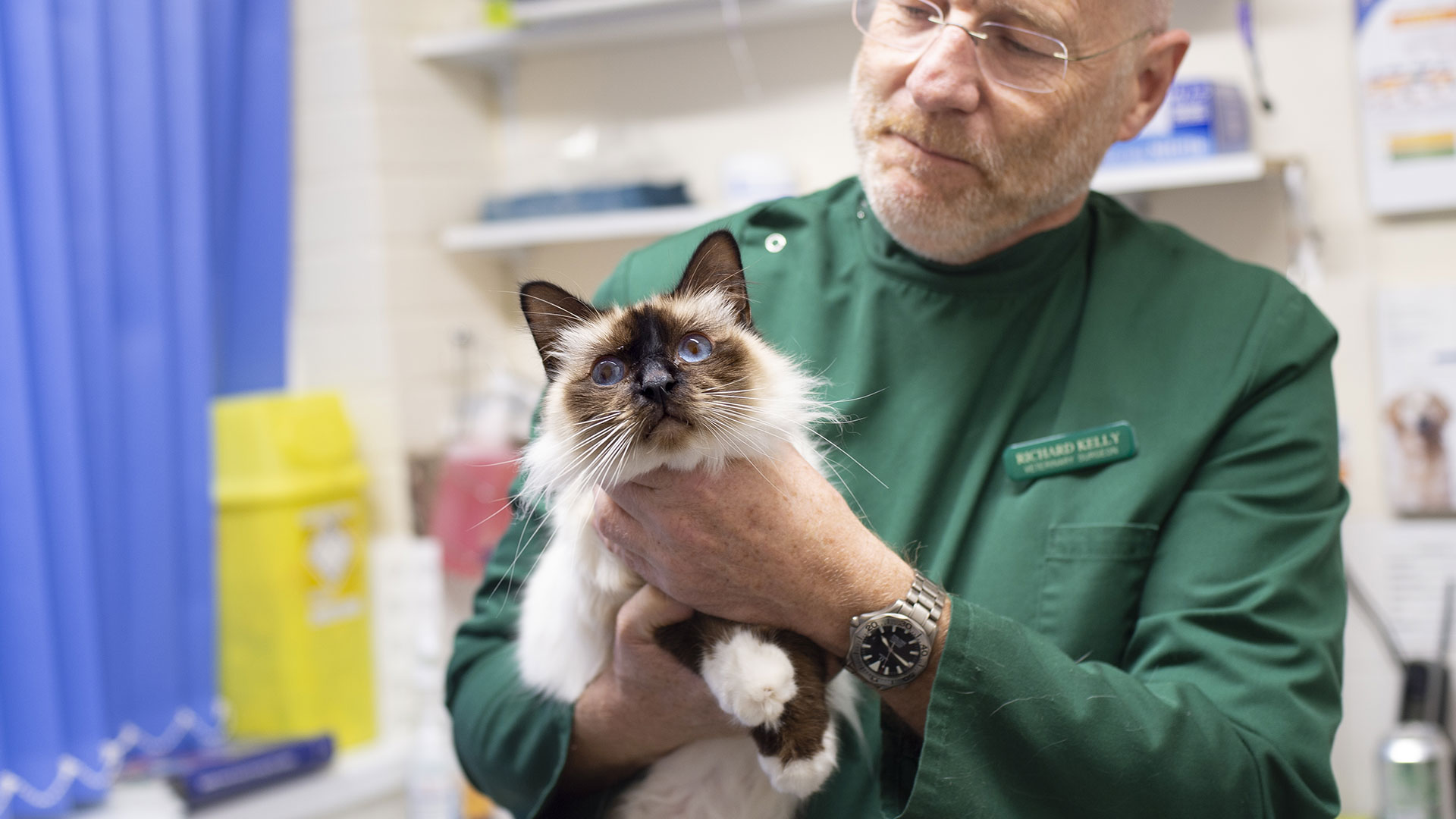 Pain Management Services in Bangor, County Down from your Local Vet ...