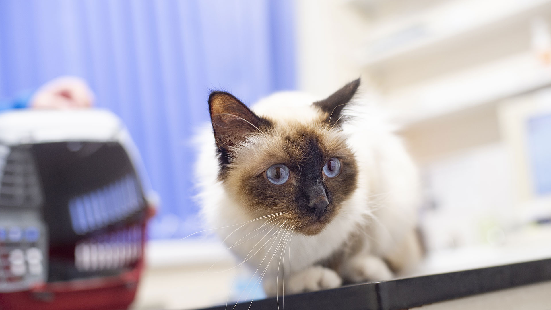 Vets in Bangor | About Us | Blog - Rathgael Vets