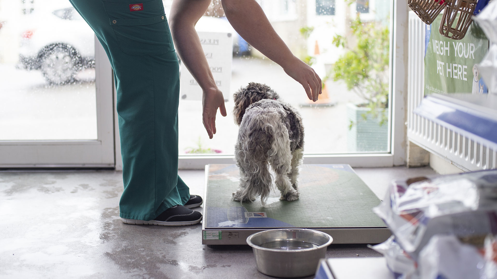 Weight Management in Bangor, County Down from your Local Vet - Rathgael ...