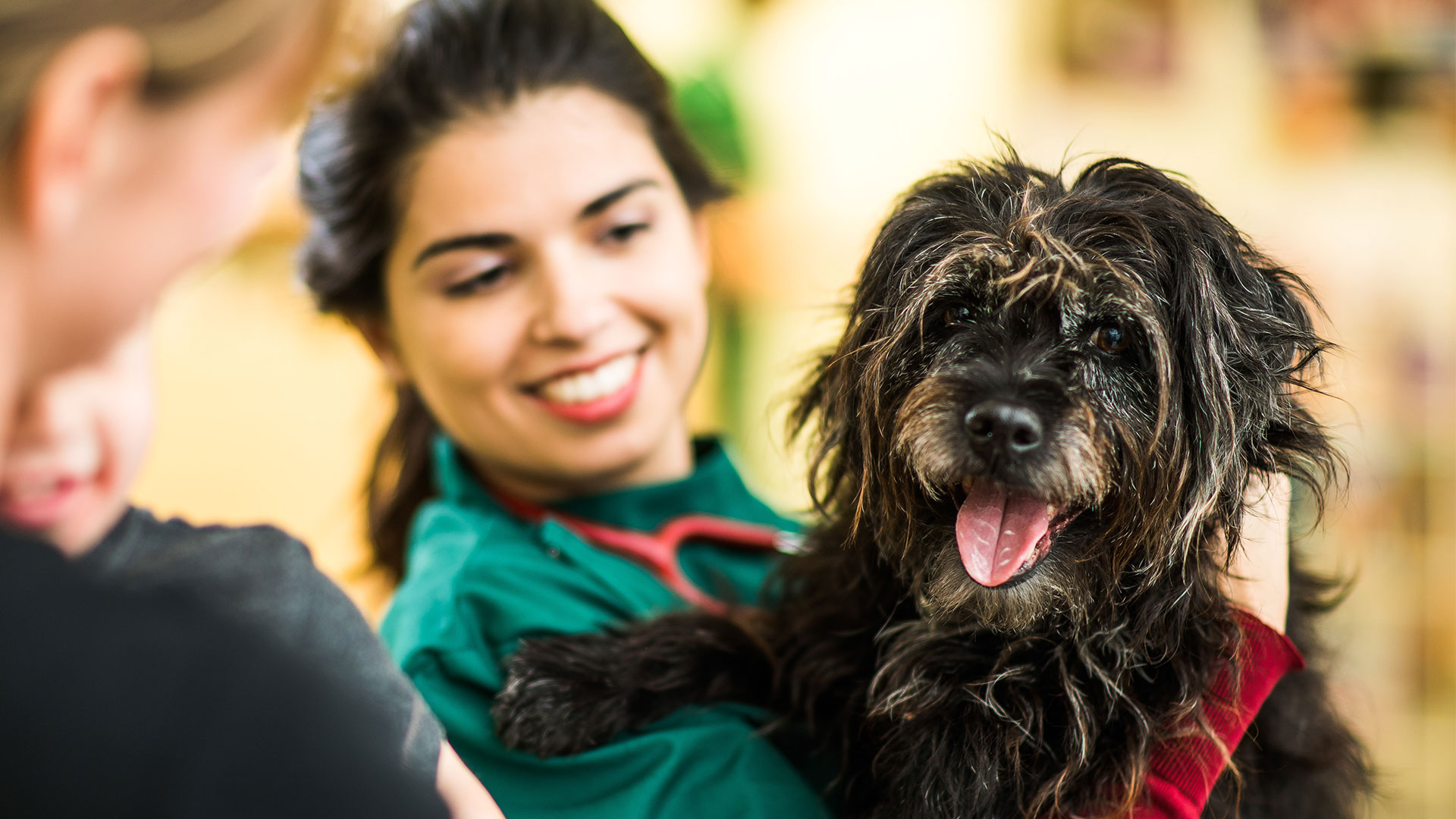 Pet Advice | Local Vets in Northampton - Rhodes Vets