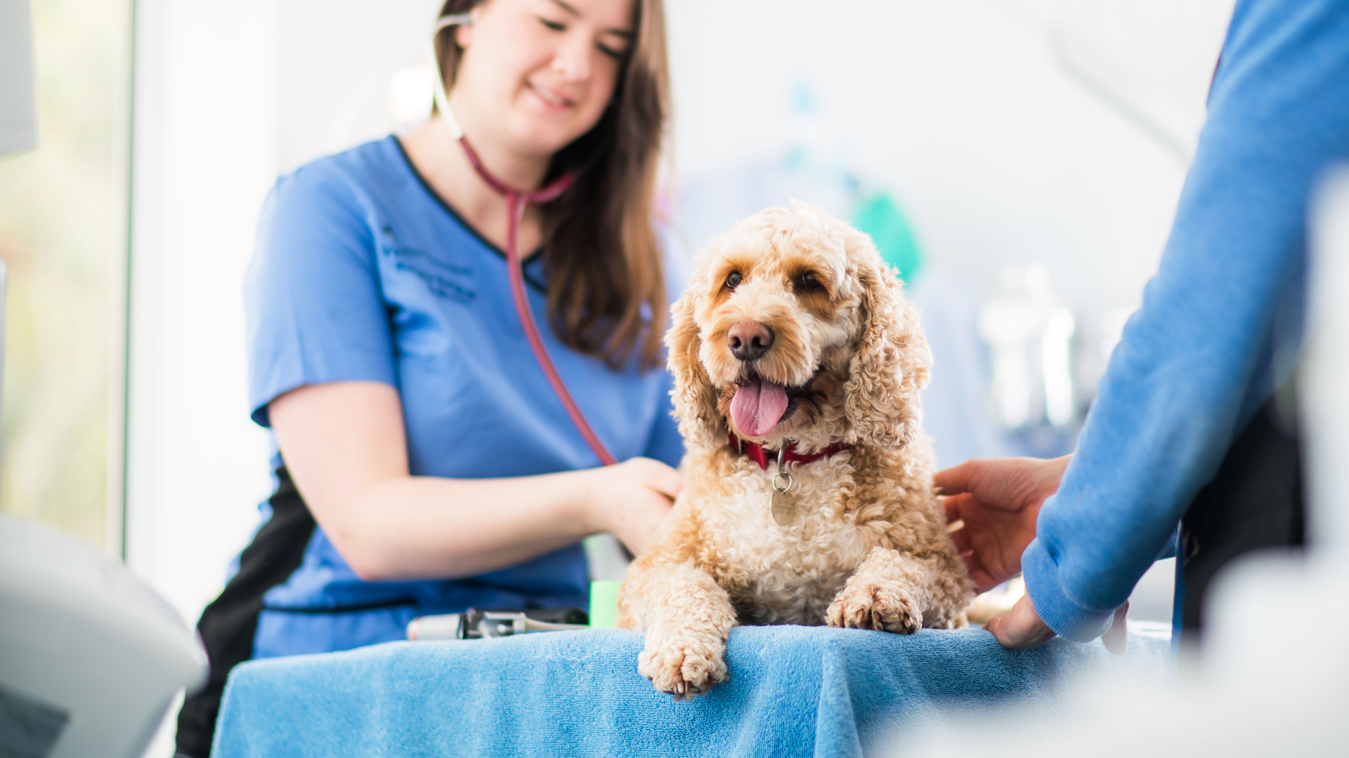 Contact us | Local Vets in Dewsbury - Richmond House Vets