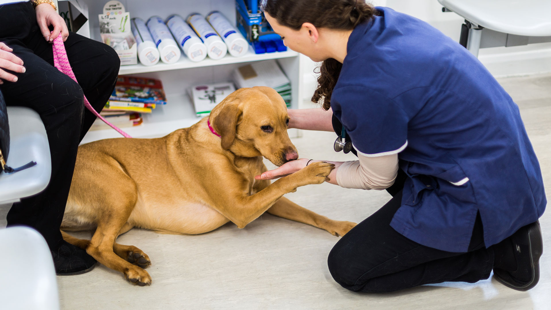 Meet the Team | Local Vets in Belper - Riverside Veterinary Centre