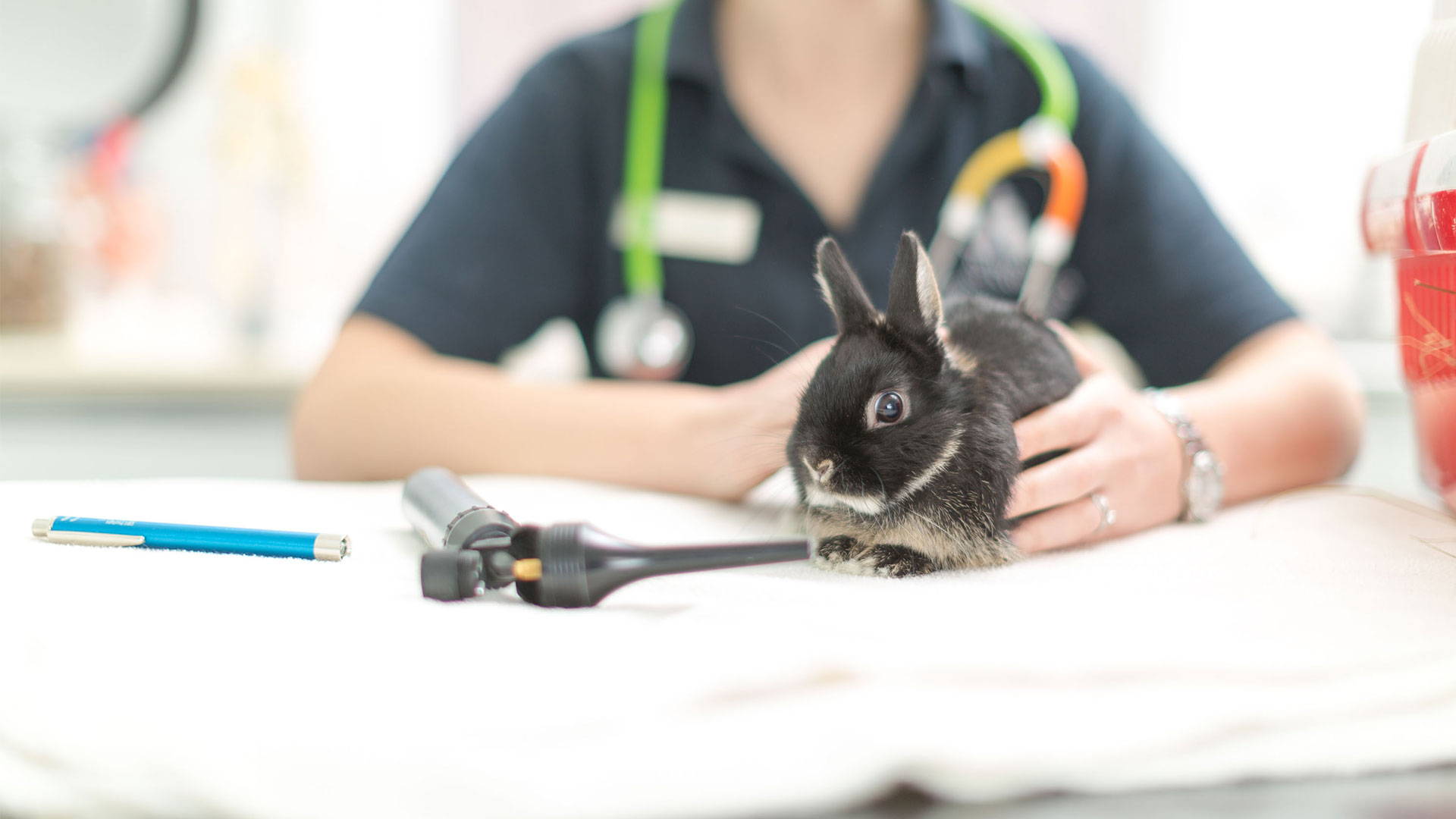 Rabbit Services | Robson & Prescott Vets | Vets in Northumberland ...
