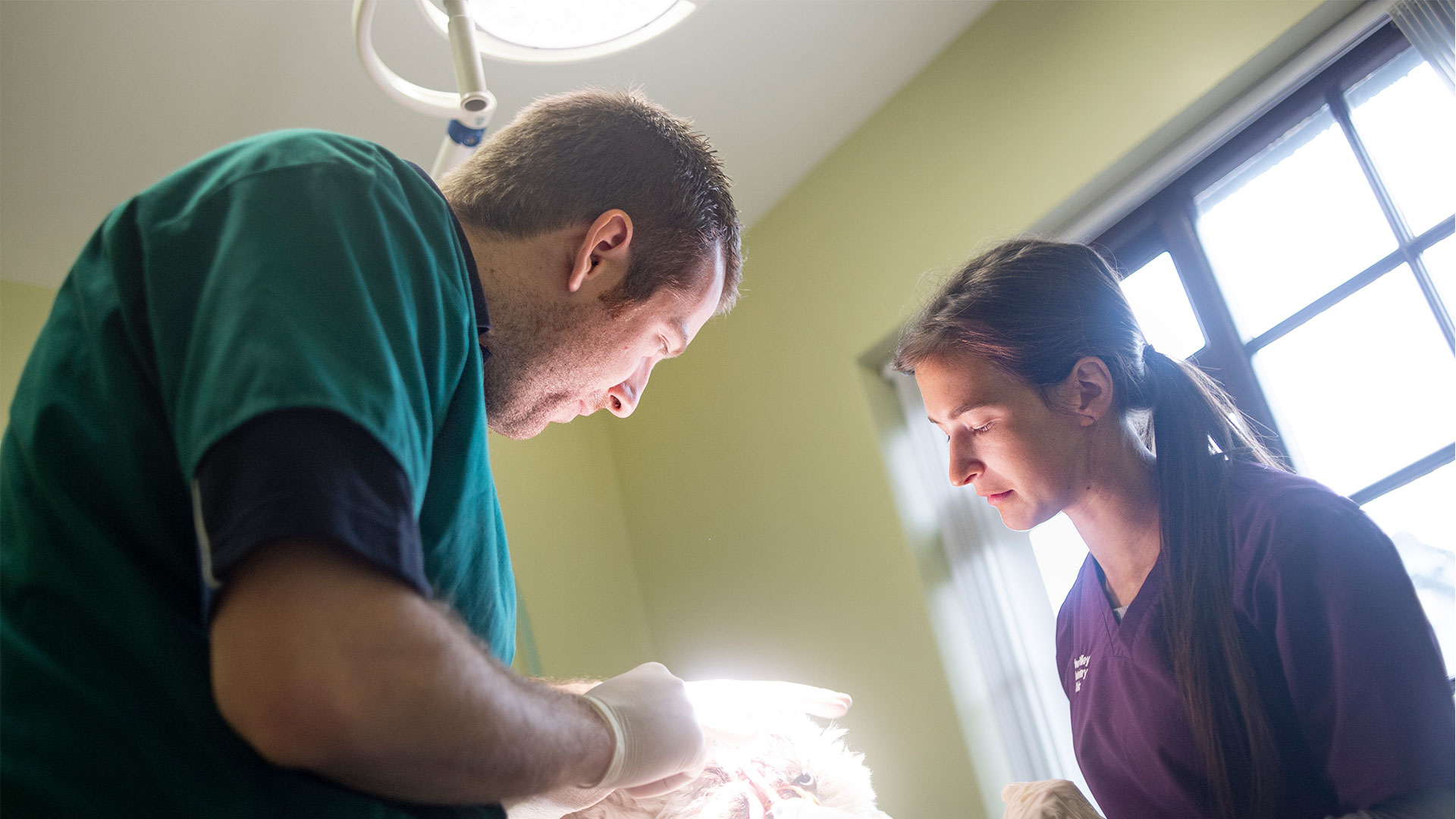 Meet the Team | Roe Valley Vets in Limavady - Roe Valley Vets