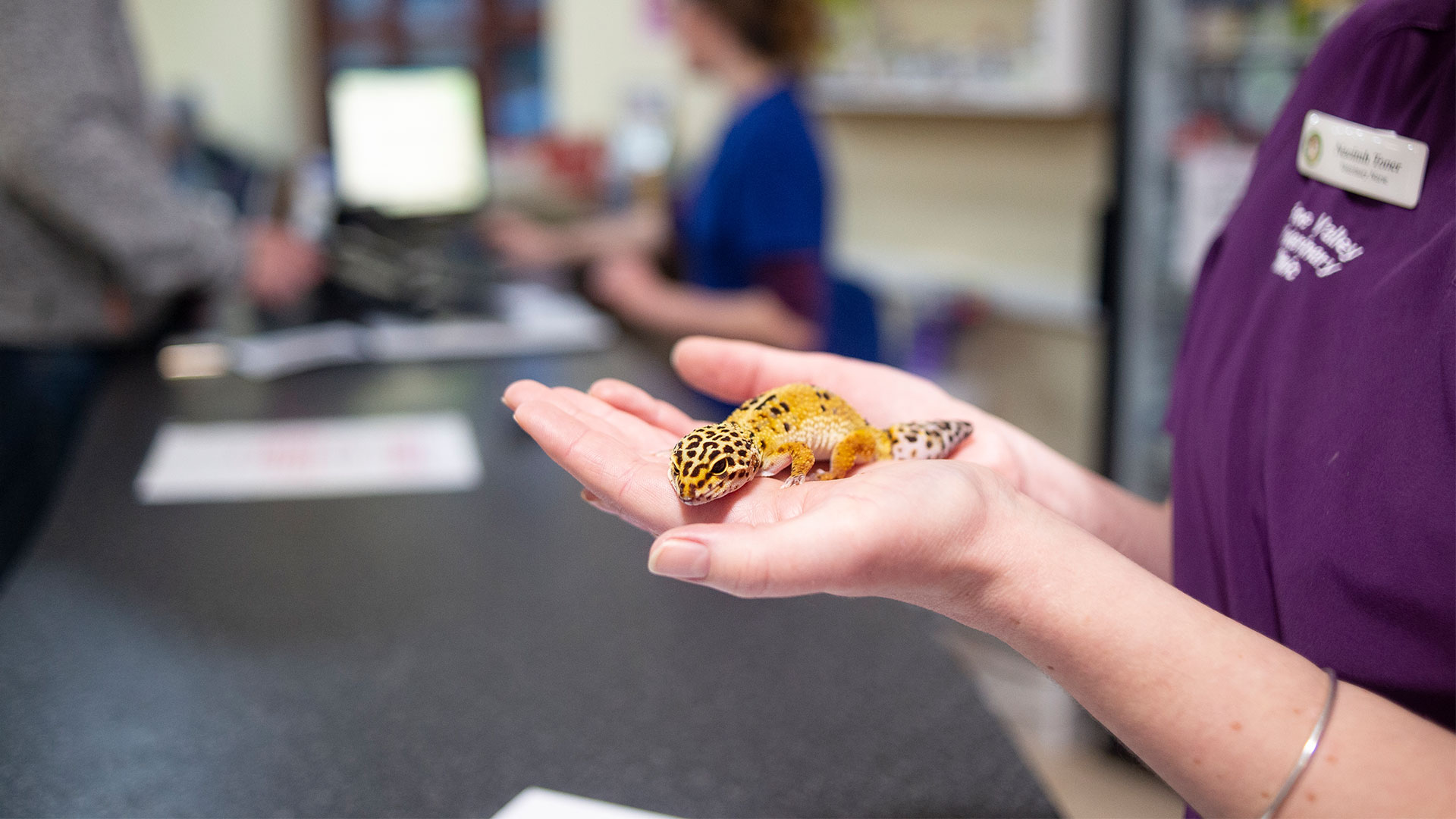 Pet Advice | Roe Valley Vets in Limavady - Roe Valley Vets