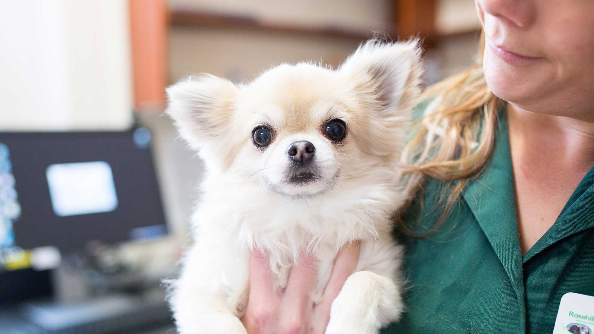 Contact us | Local Vets in Plymouth - Rosehill Vets