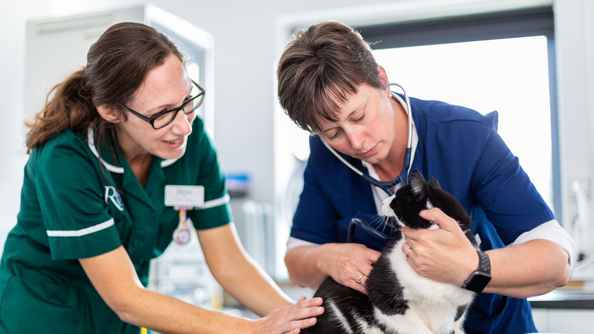 Rowe Veterinary Referrals | South West Vet Referrals - Rowe Referrals