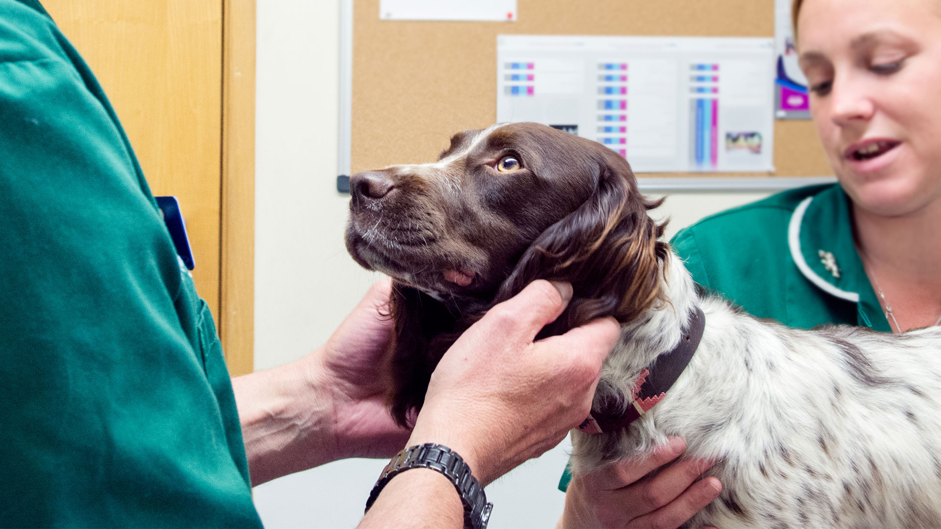 Pet Passports | Rowe Veterinary Group - Rowe Vet Group