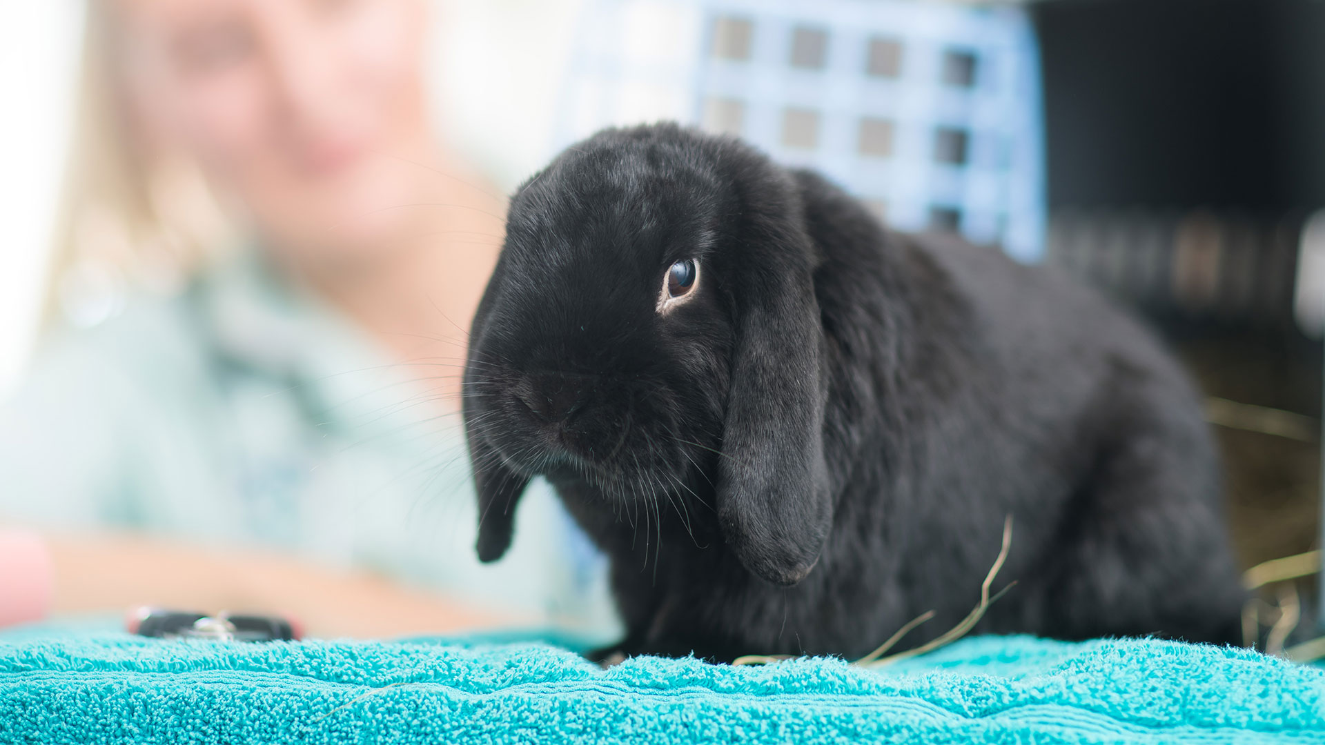 Rabbit Advice | Rowe Veterinary Group - Rowe Vet Group