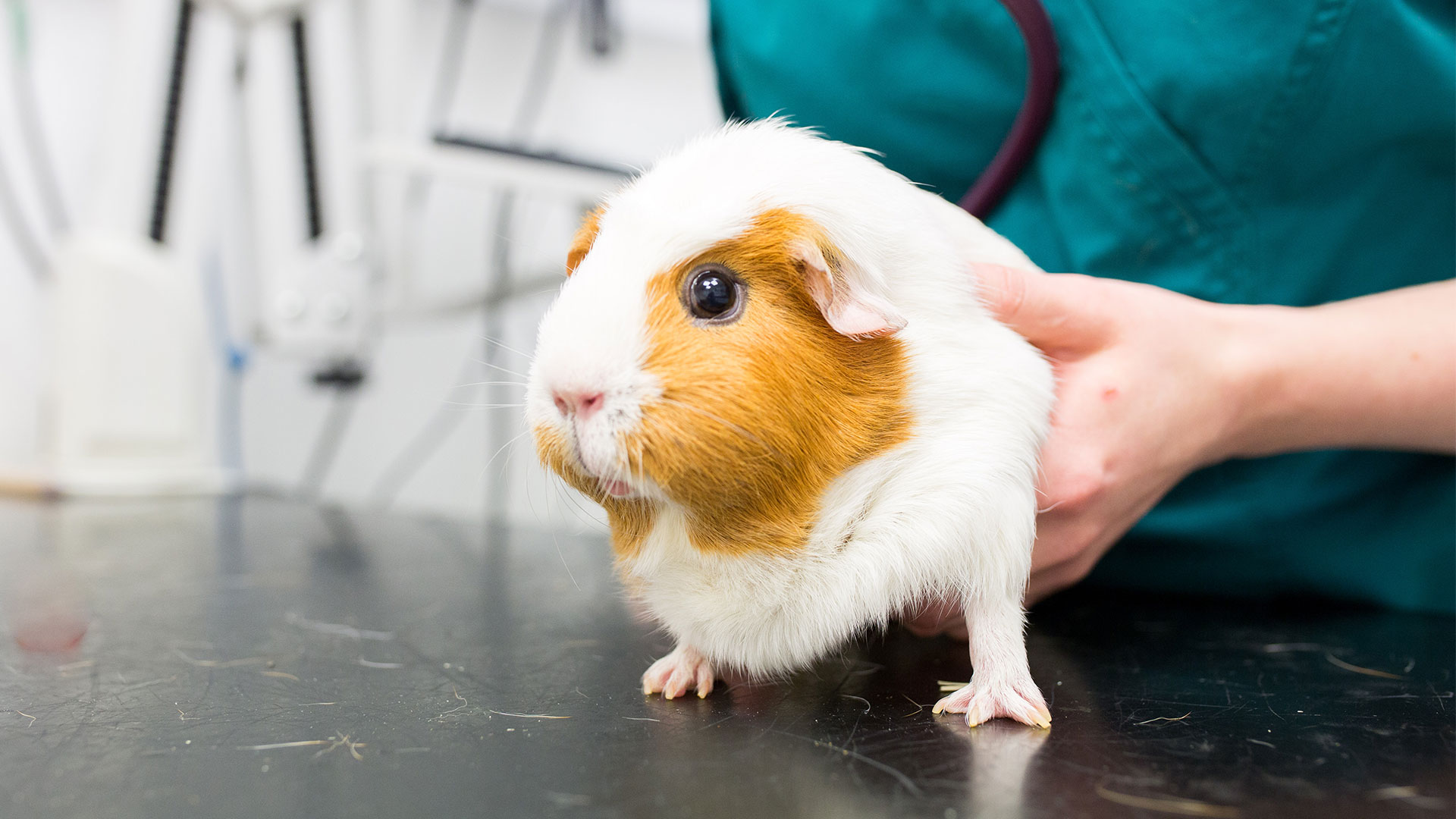 Rodent Advice | Rowe Veterinary Group - Rowe Vet Group