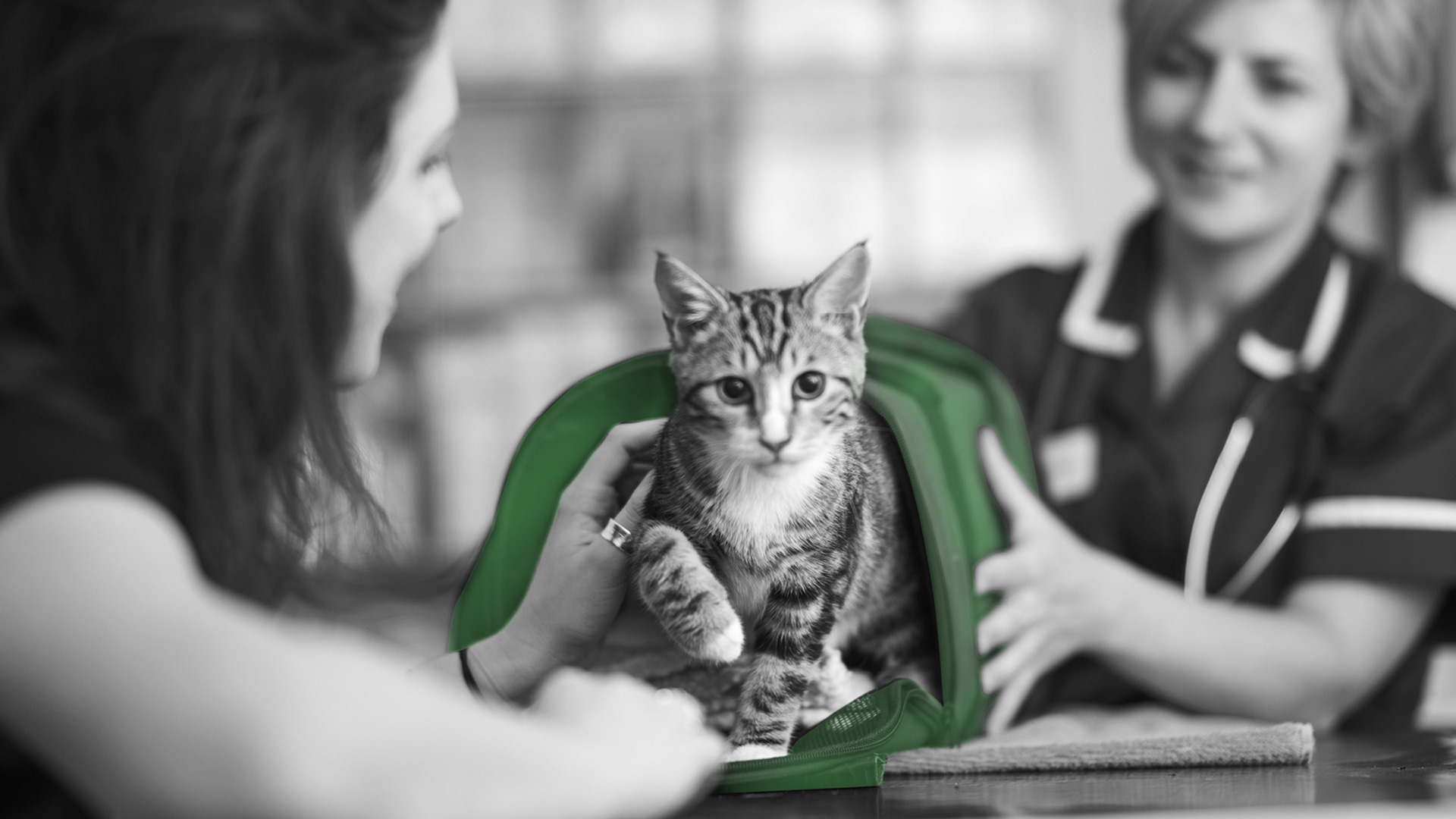 Rushden Vet's Promise | Client Charter - Rushden Vets