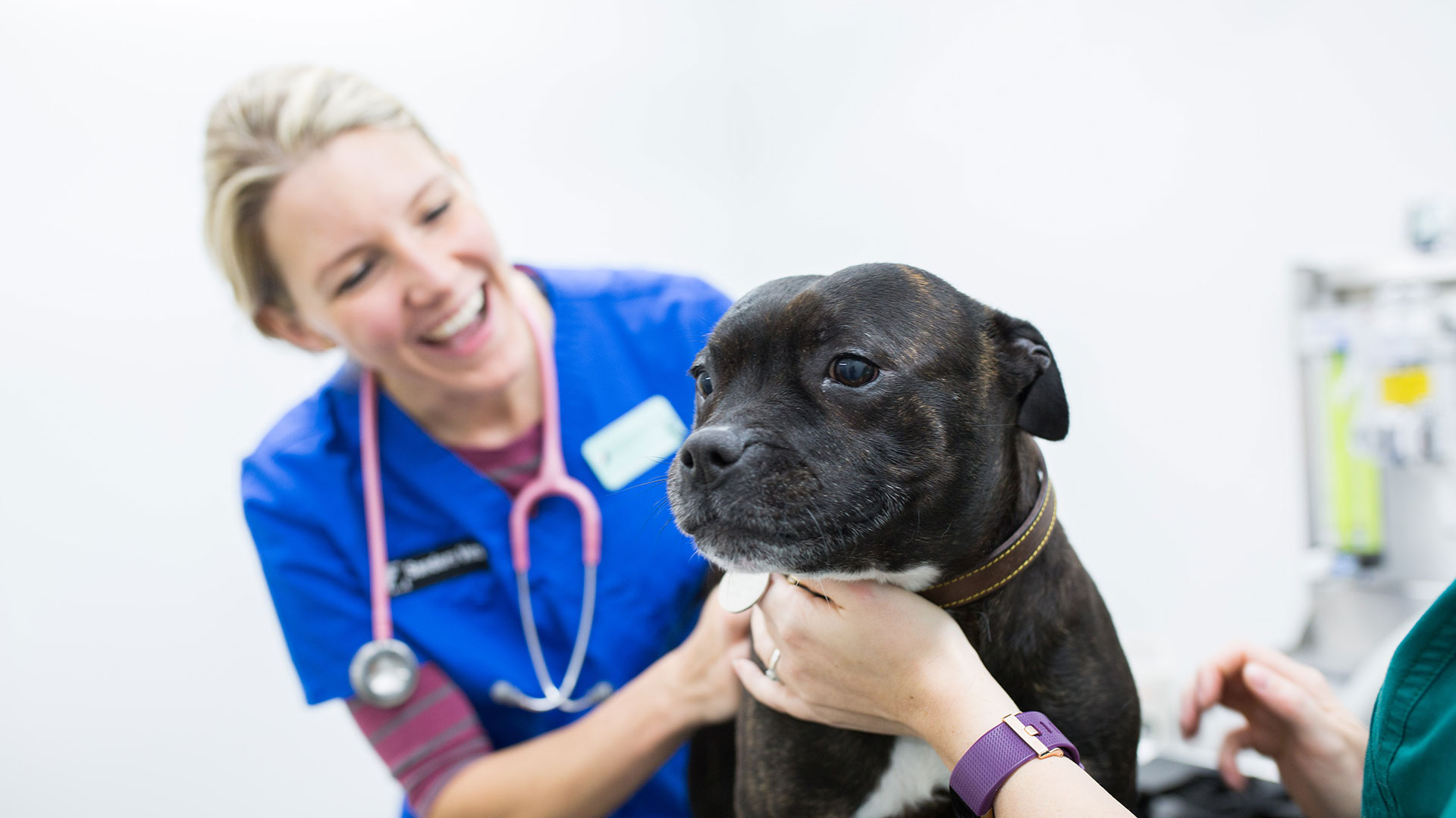 Meet The Sanders Vets Team | Local Vets in Cwmbran - Sanders Vets Meet The Sanders Vets Team | Local Vets in Cwmbran - Sanders Vets