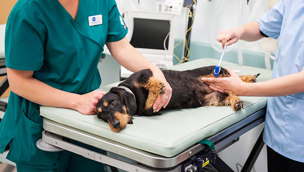 Southern Counties Veterinary Specialists | Referral Vets in Ringwood ...