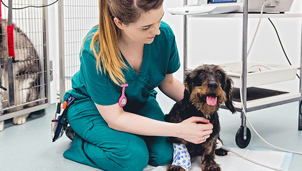 Southern Counties Veterinary Specialists | Referral Vets in Ringwood ...