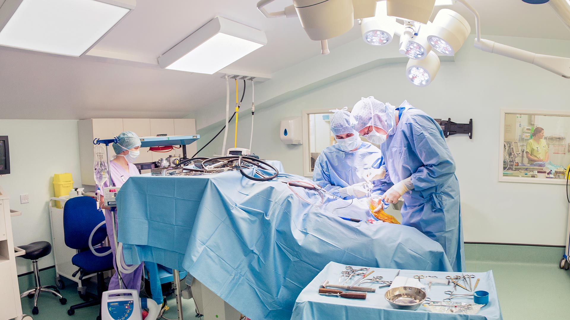 Southern Counties Veterinary Specialists | Referral Vets in Ringwood ...