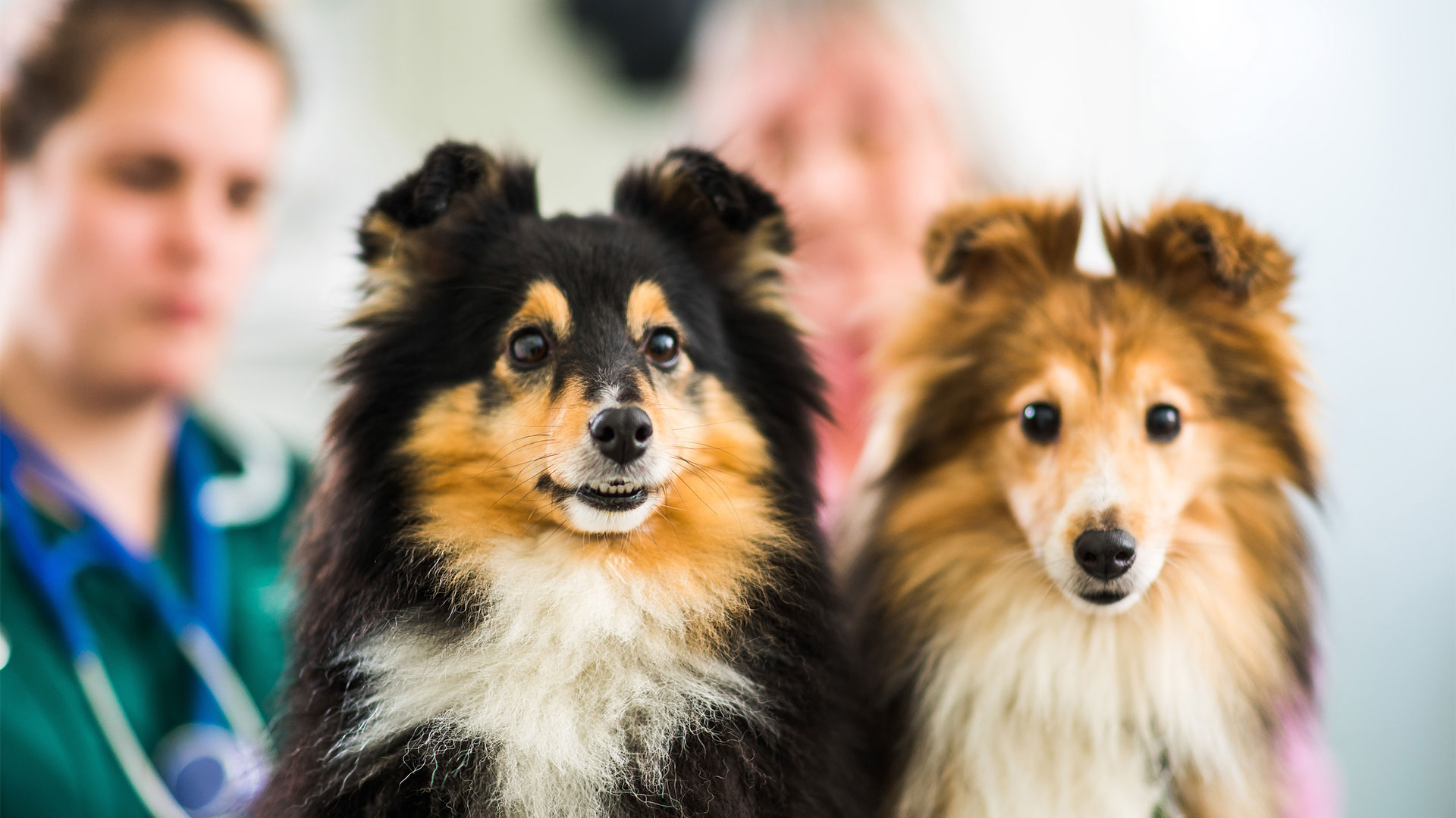 About Us | Local vets in Keith and Buckie - Seafield Veterinary Group