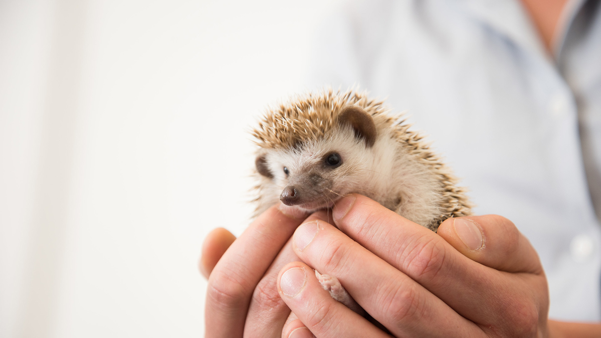 Blog | Local vets in Keith and Buckie - Seafield Veterinary Group