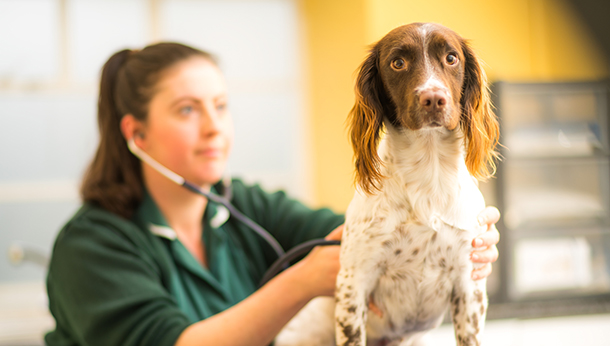 Vets in Gillingham | Affordable Dorset Vets - Shreen Vets