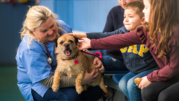 Vets in Gillingham | Affordable Dorset Vets - Shreen Vets