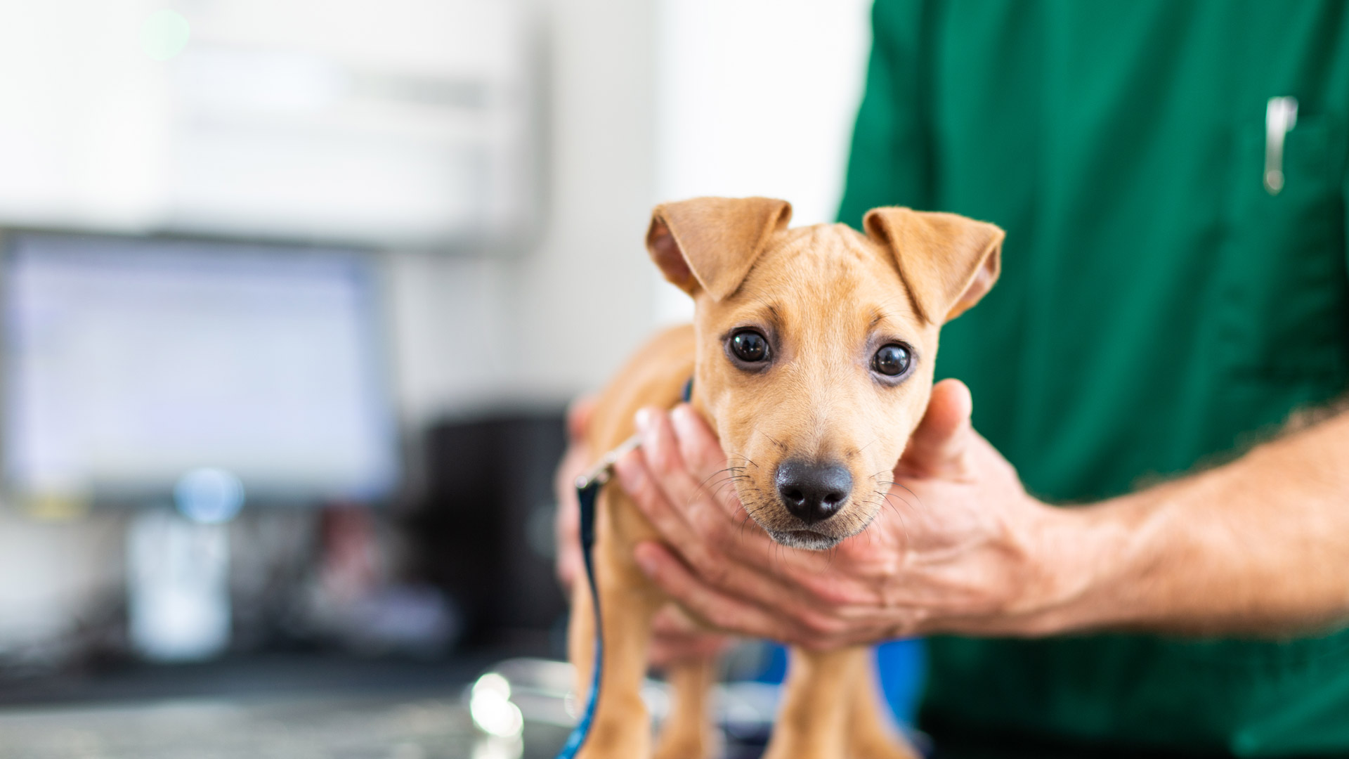 Contact us | Local Vets in South Devon - South Devon Vets