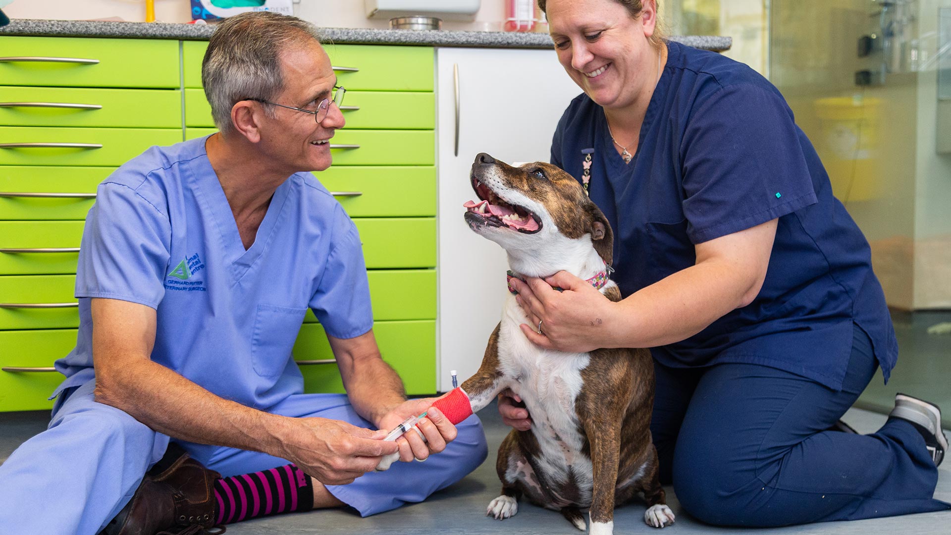 Common Cases in Pets | Specialist Dental Vet in Sudbury, Peterborough ...