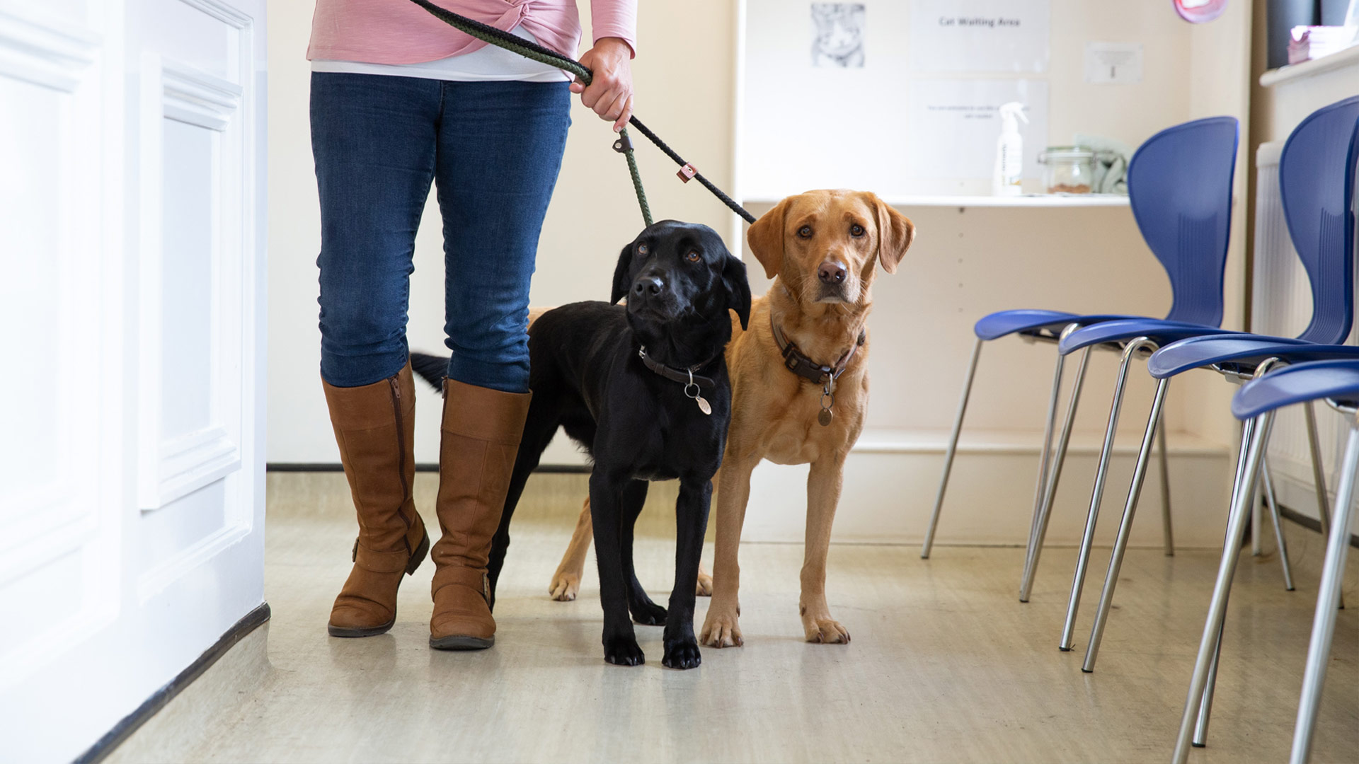 Price List Vet Prices In Midhurst Springfield Vets price-list-vet-prices-in-midhurst-springfield-vets