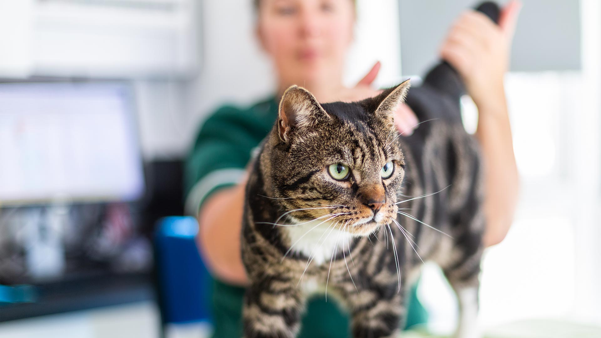 Top Quality Pet Care In Essex | Spring Lodge Veterinary Group - Spring ...